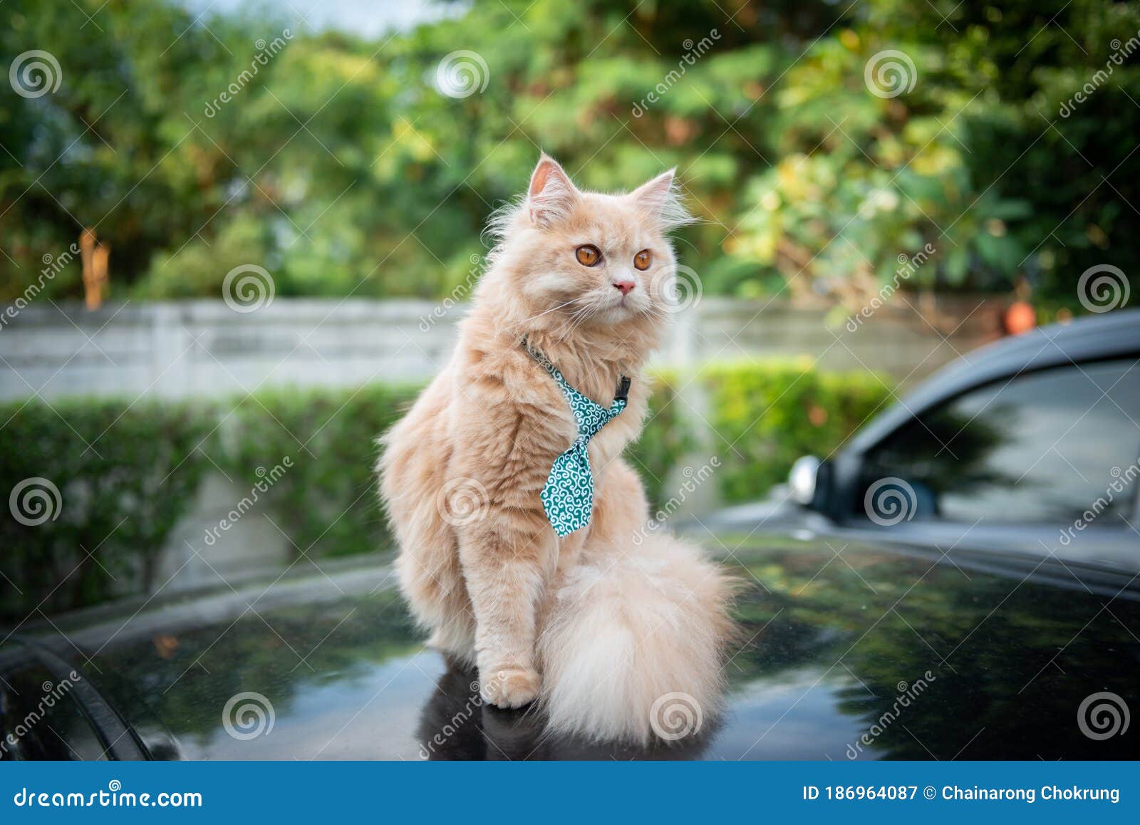 150 Cat Loop Photos - Free & Royalty-Free Stock Photos from Dreamstime