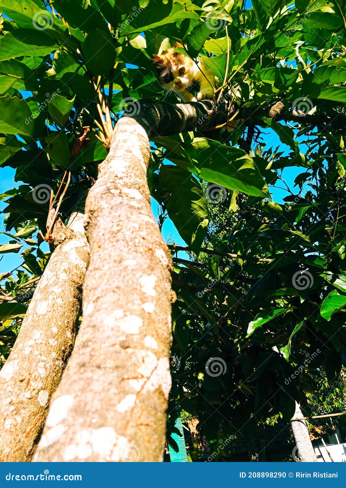 Cute cat in the tress stock photo. Image of cute, trees - 208898290