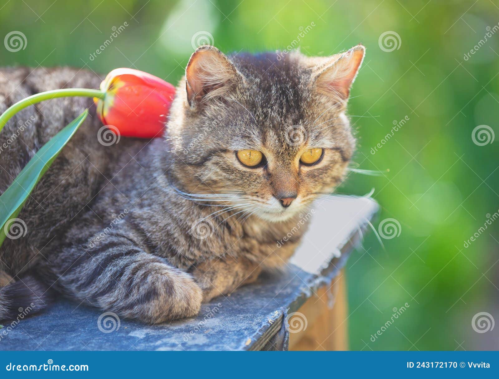 Cute cat with tulip flower stock photo. Image of orange - 243172170