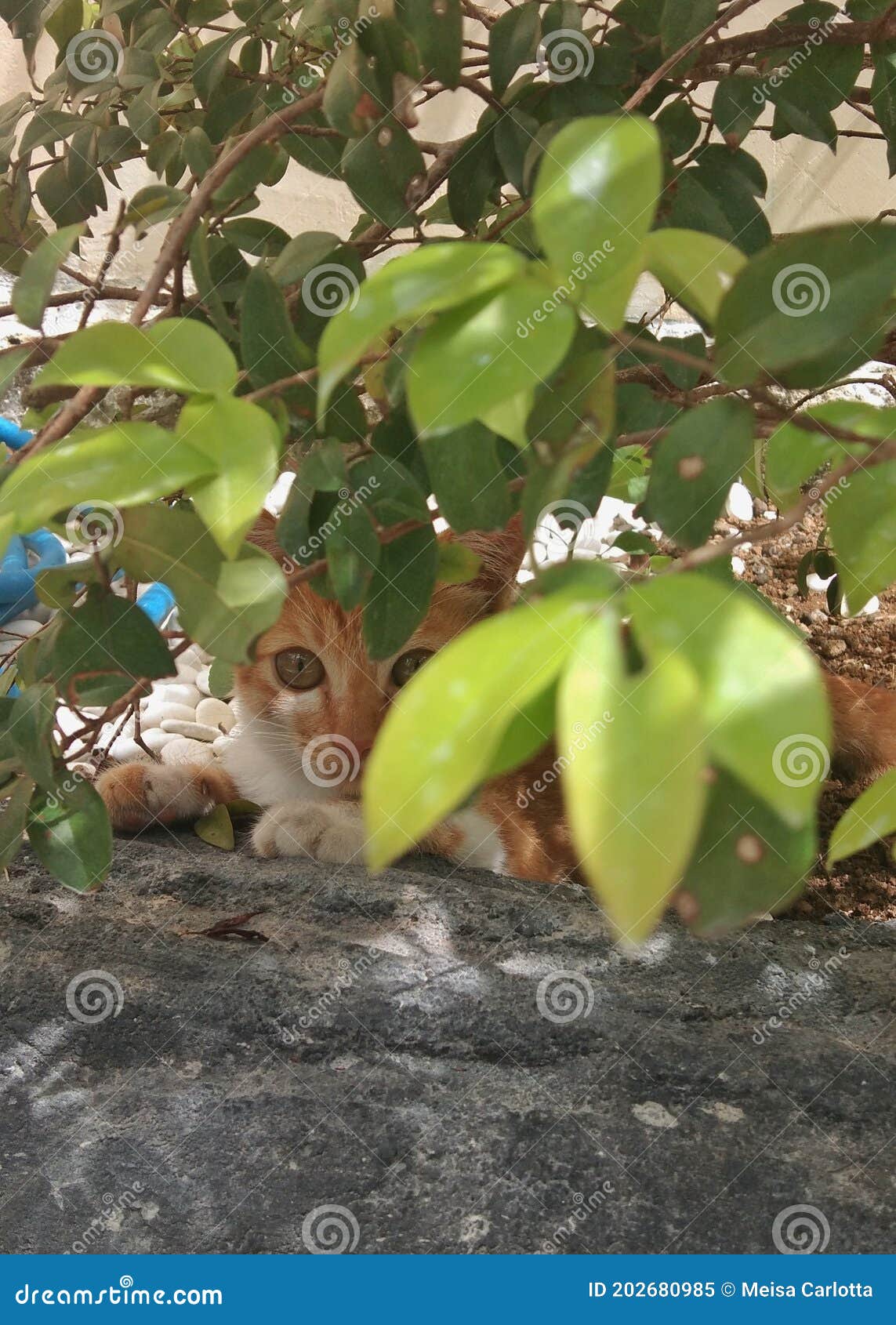 A Cute Cat Under the Tree in Evening Stock Image - Image of tree ...
