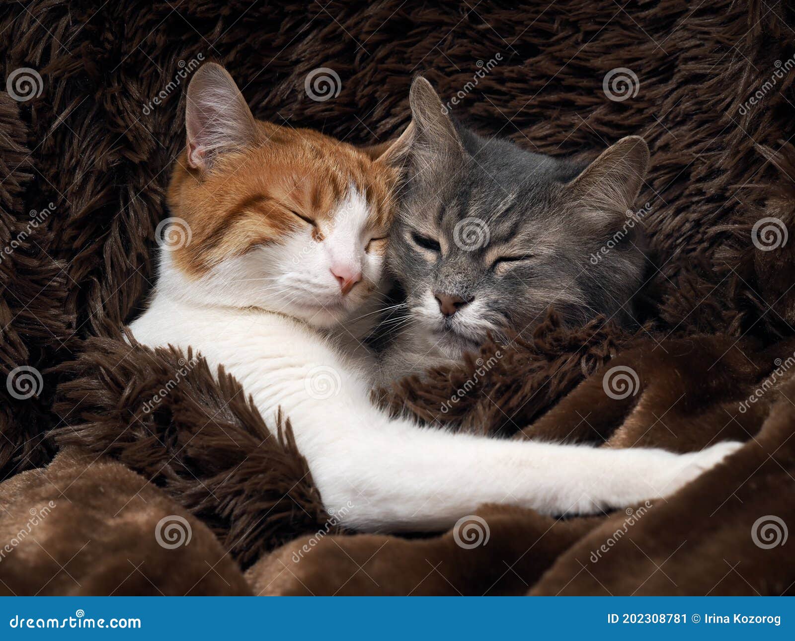 Cute Cat Under the Warm Fur Blanket Stock Image - Image of nice, love ...
