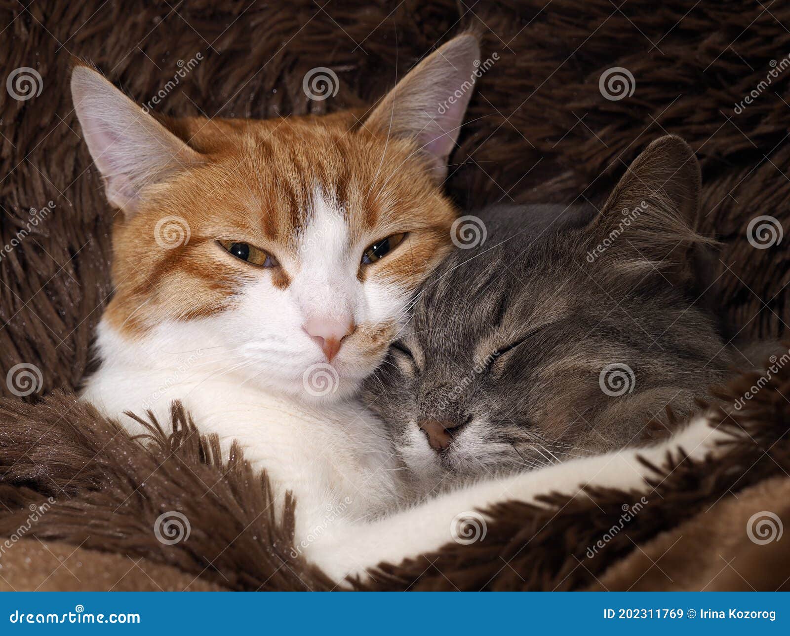 Cute Cat Under the Warm Fur Blanket Stock Image - Image of feelings ...