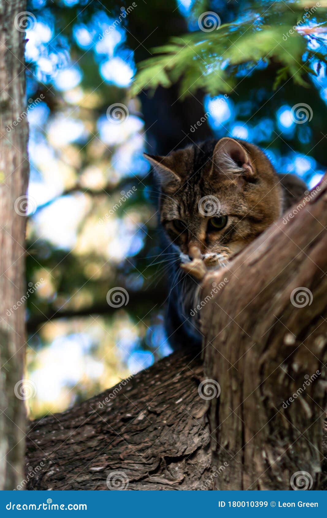 Cute Cat Up in a Tree stock image. Image of tree, mammal - 180010399