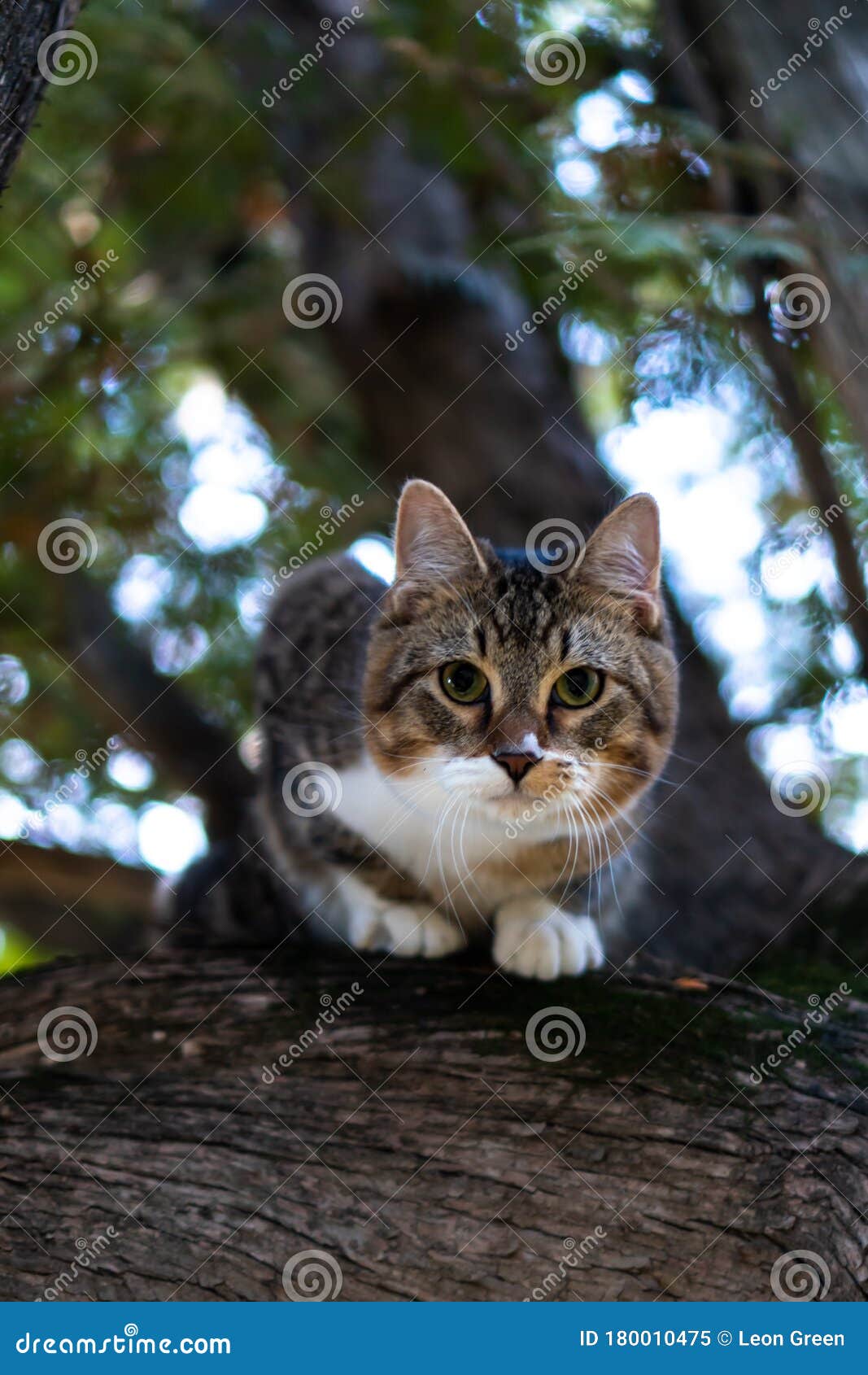 Escaping Tree Royalty-Free Stock Image | CartoonDealer.com #52186918