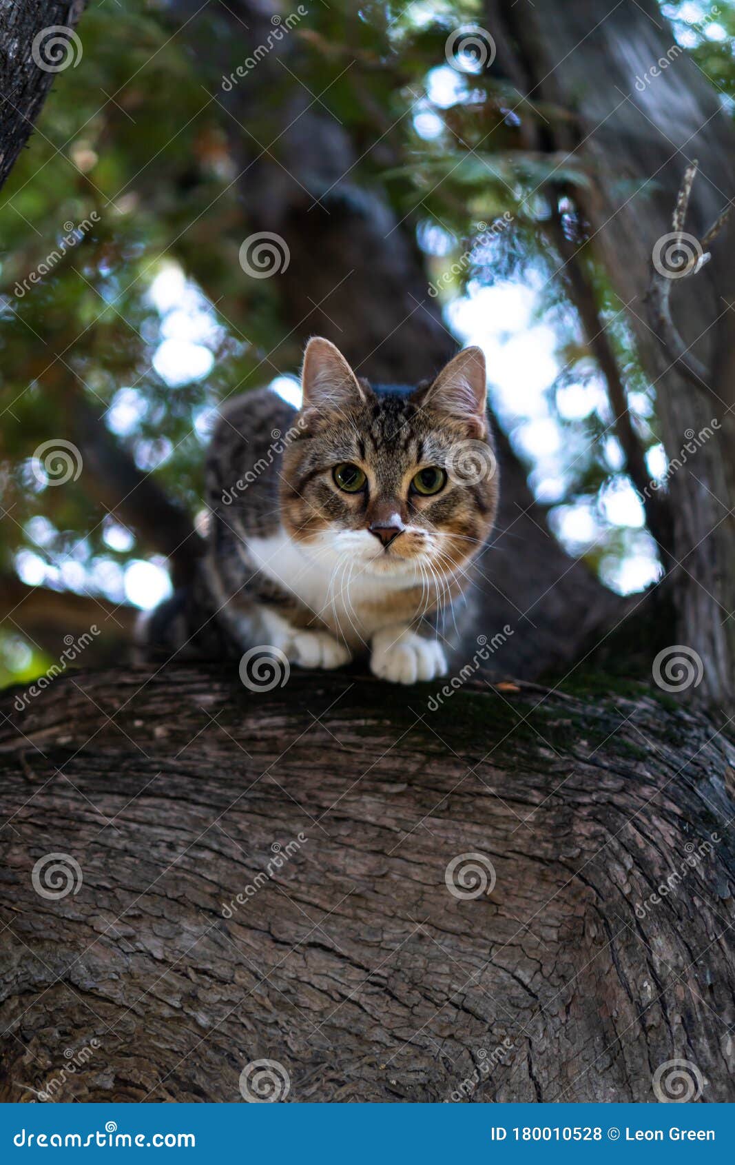Cute Cat Up in a Tree stock photo. Image of feline, outdoors - 180010528