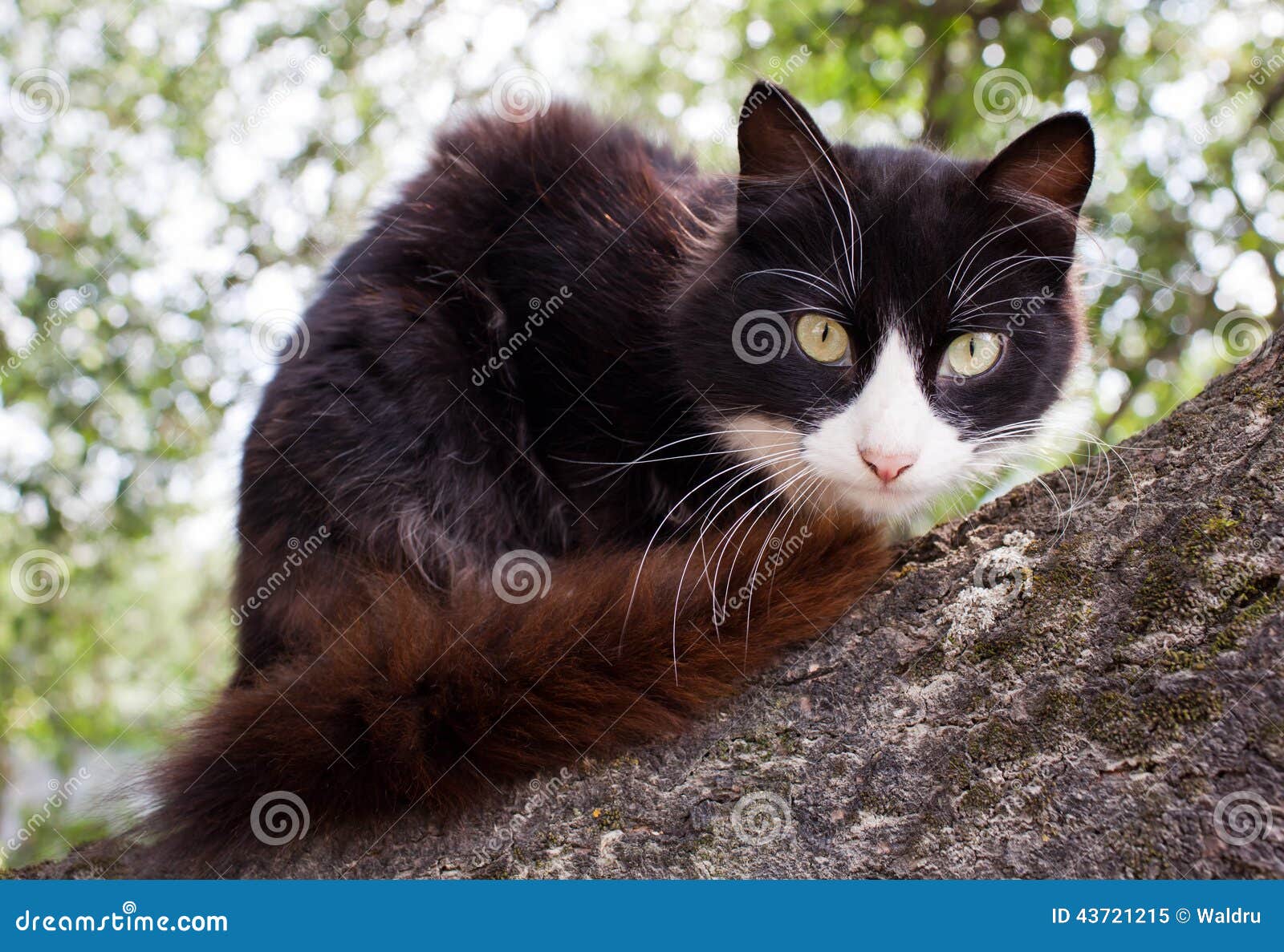 Cute cat up a tree stock image. Image of mouth, park - 43721215