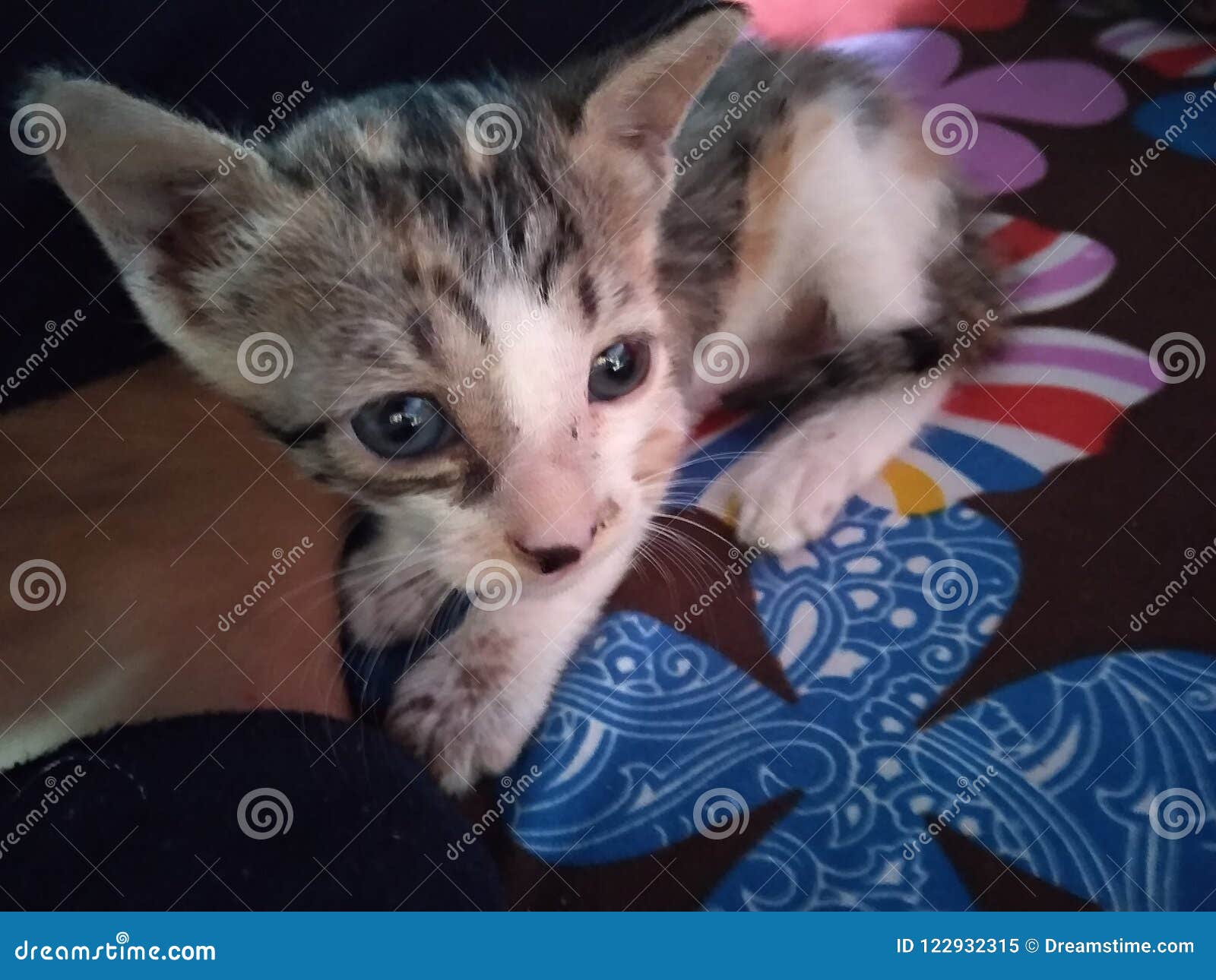 Cute cat stock image. Image of buetifull, nice, cute - 122932315