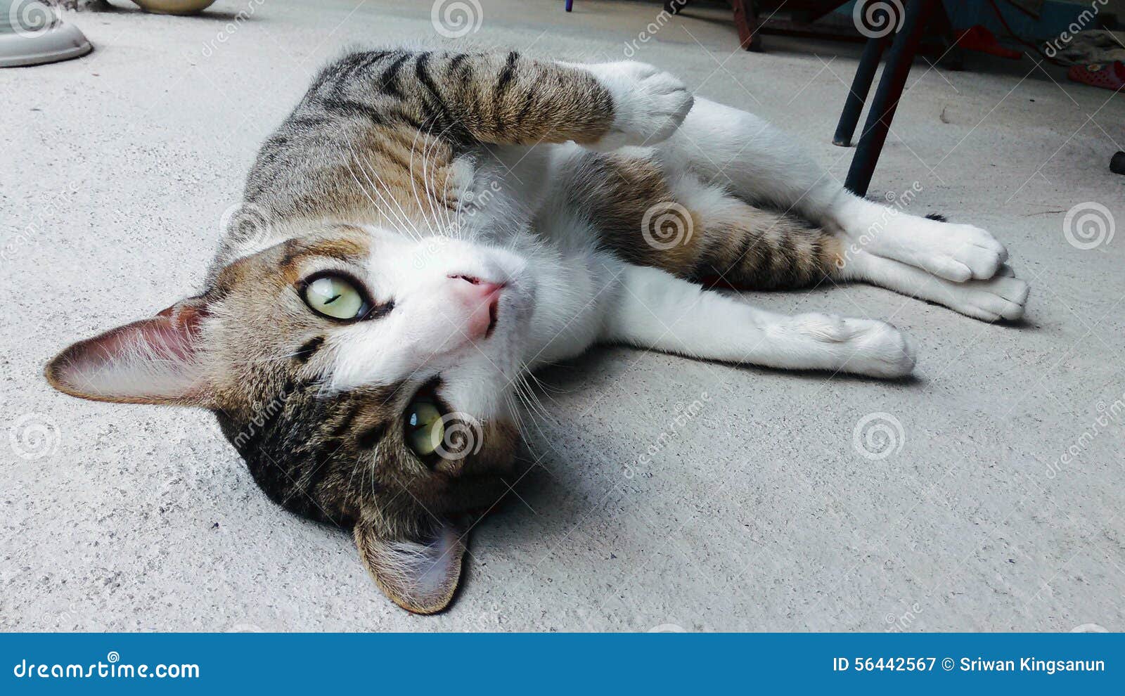 CUTE CAT editorial photography. Image of animals, naughty - 56442567