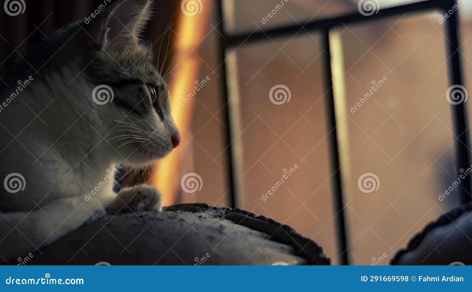 Cute Cat Waiting for Someone Stock Photo - Image of waiting, nose ...