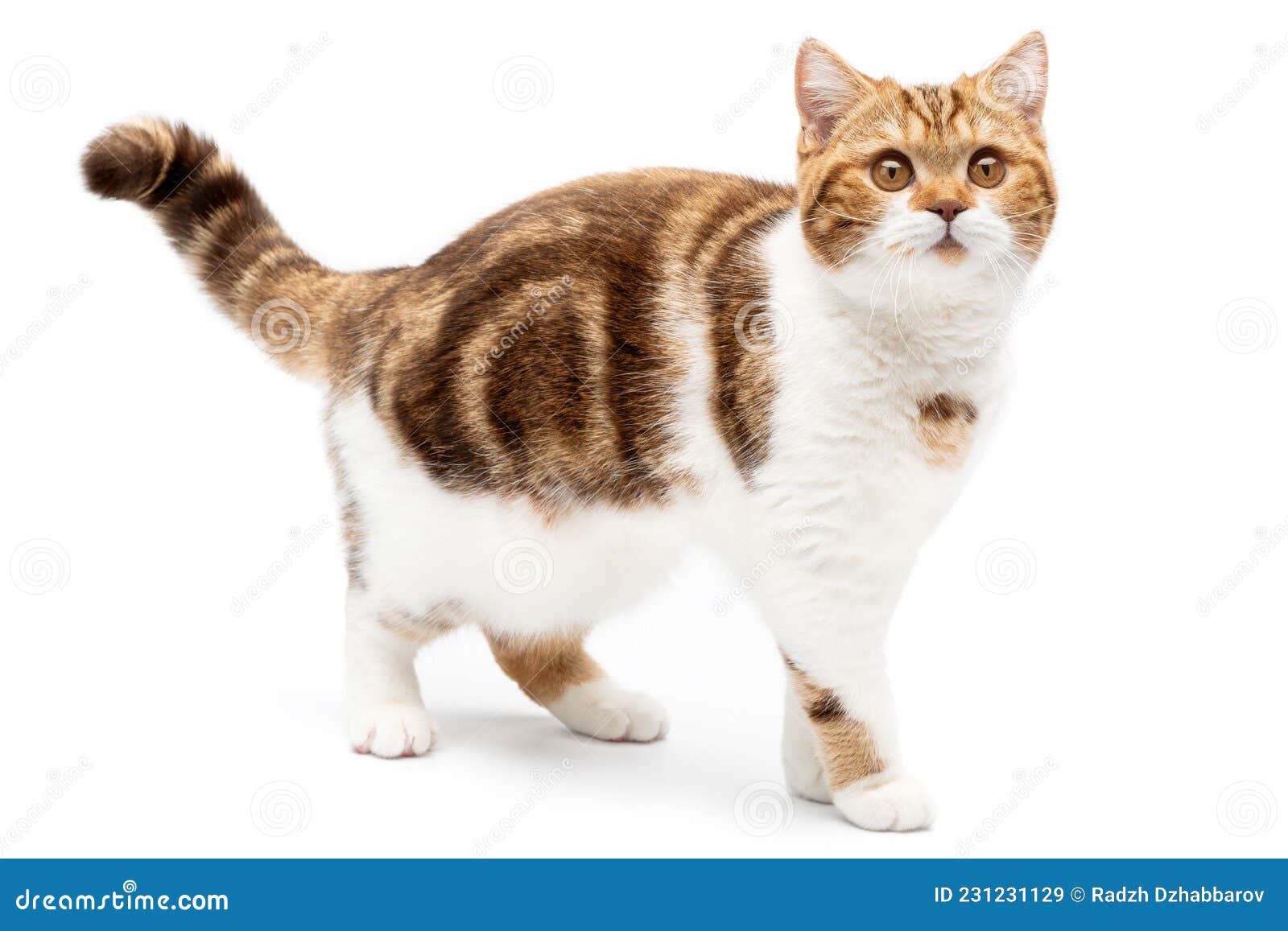 Cute Cat Walk Isolated on White. Happy and Beautiful Cat Looking in ...