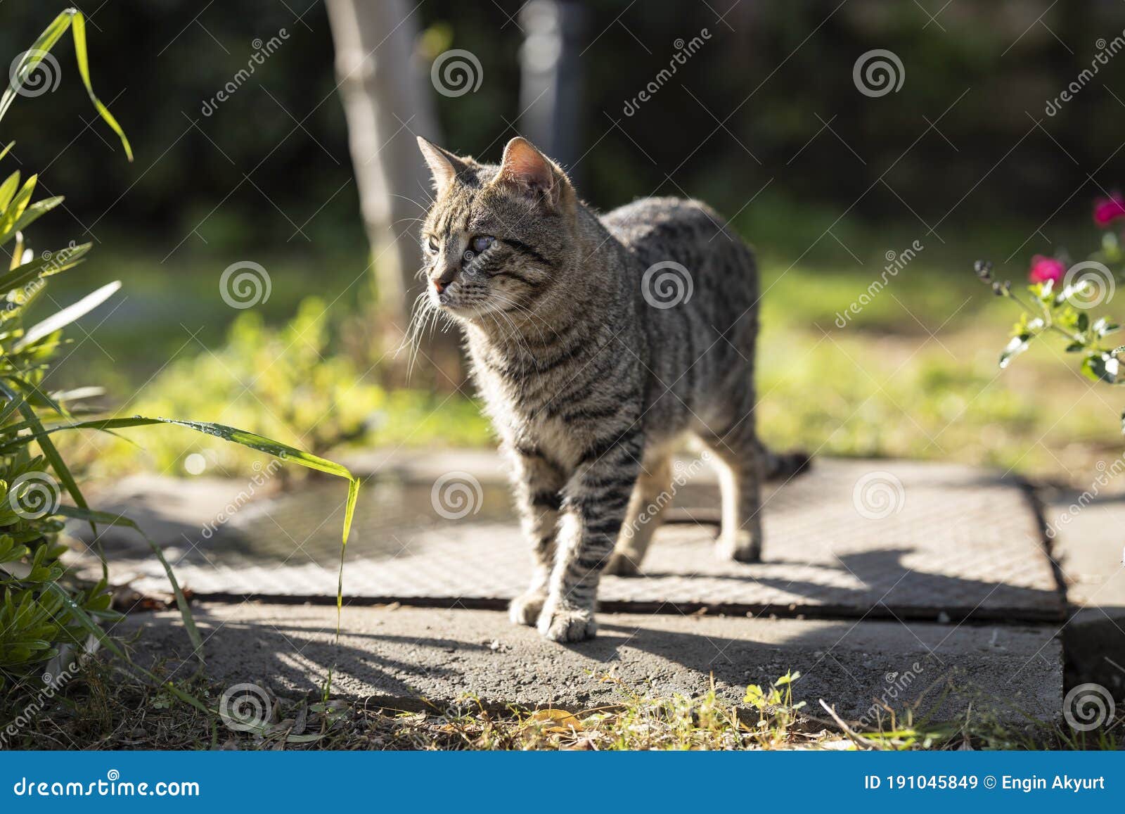A cute cat walking stock image. Image of kitten, portrait - 191045849