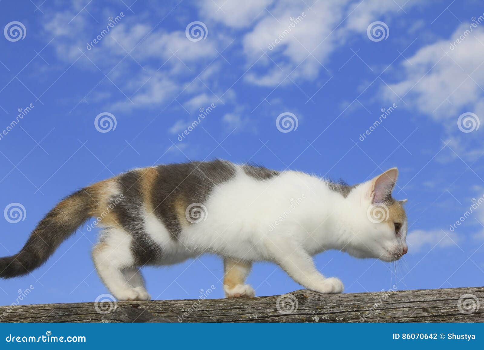 Cute cat walking stock photo. Image of stalk, looking - 86070642
