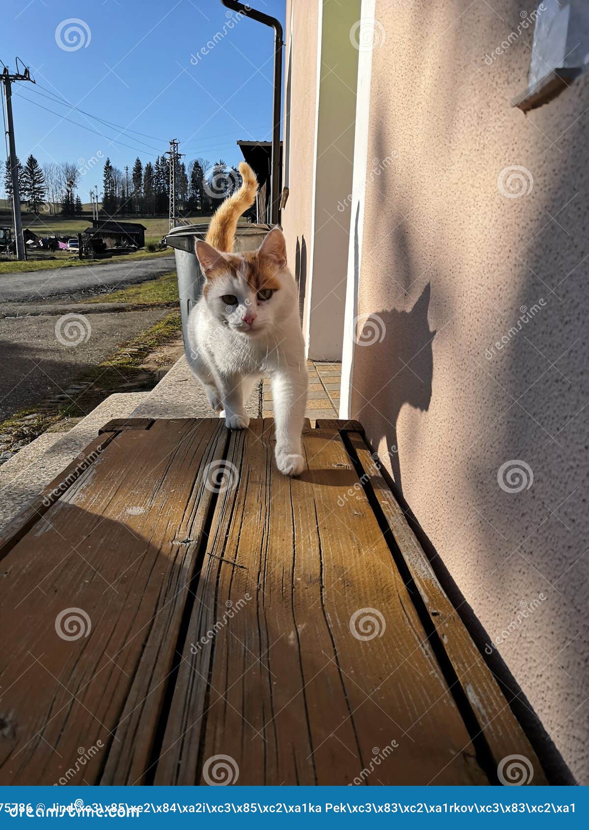 Cute cat walking on pier. stock photo. Image of nature - 178975786