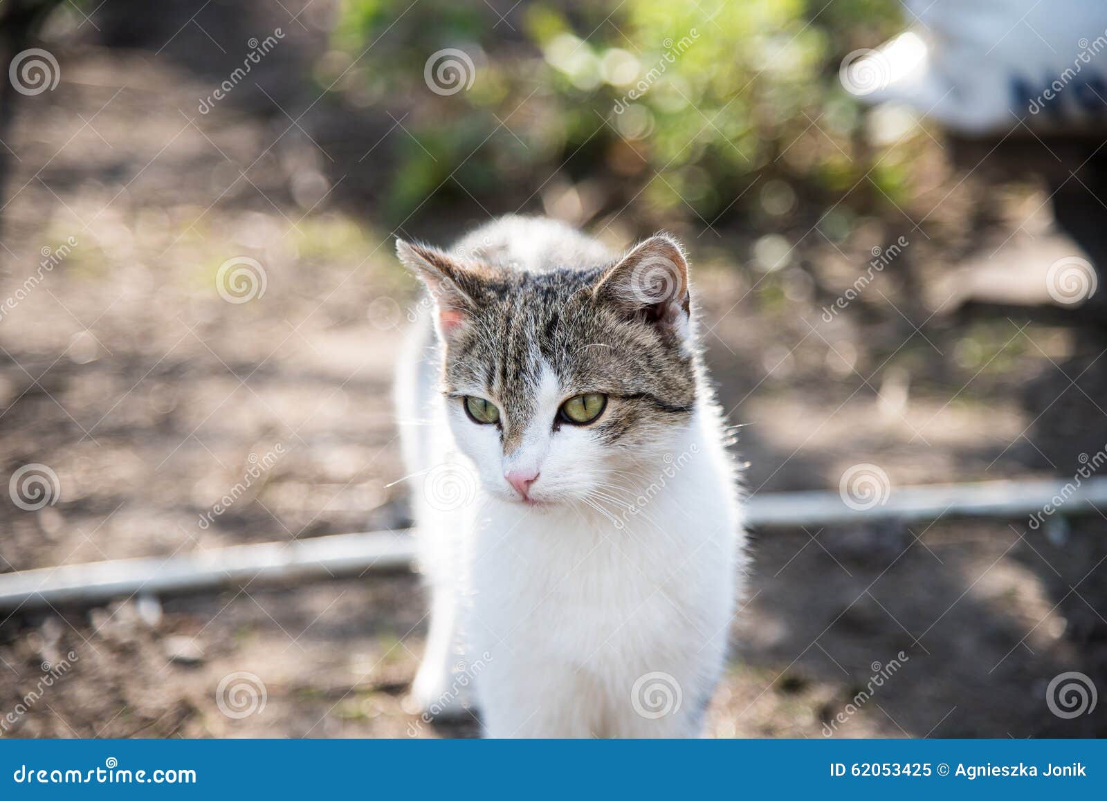 Cute cat walking proudly stock image. Image of garden - 62053425