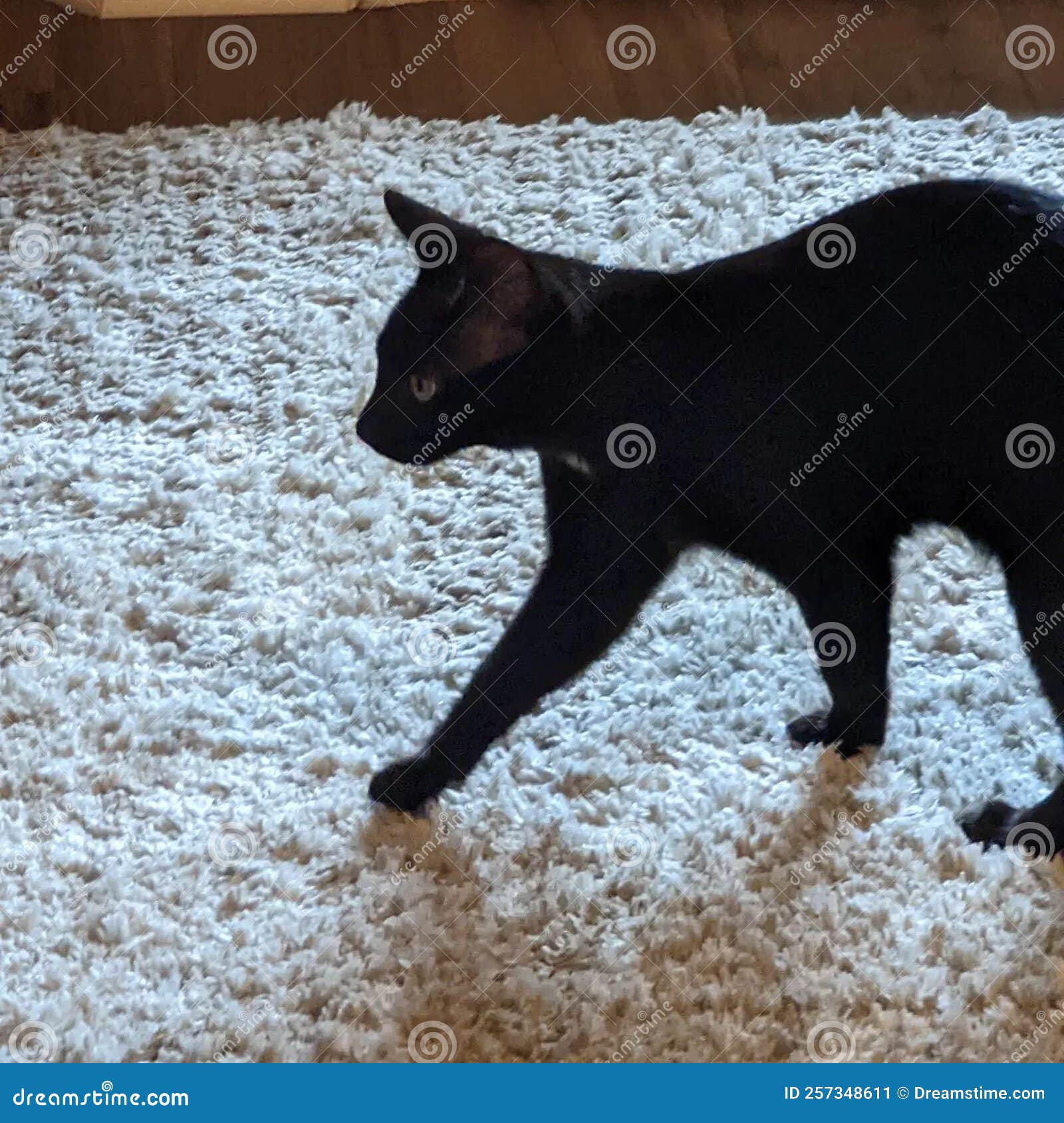 Cute cat walking stock image. Image of black, animal - 257348611