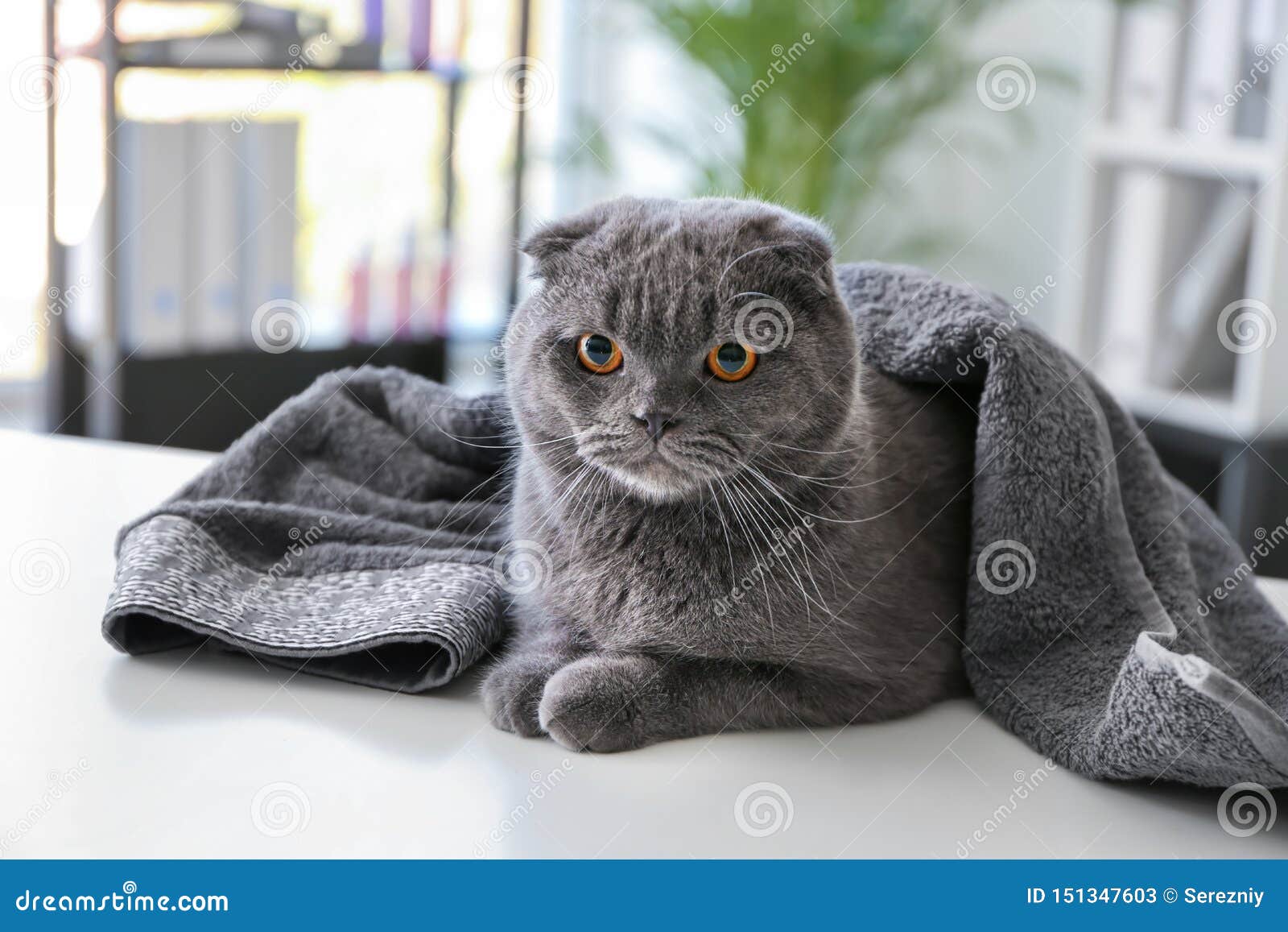 Cute Cat after Washing in Grooming Salon Stock Image - Image of funny ...