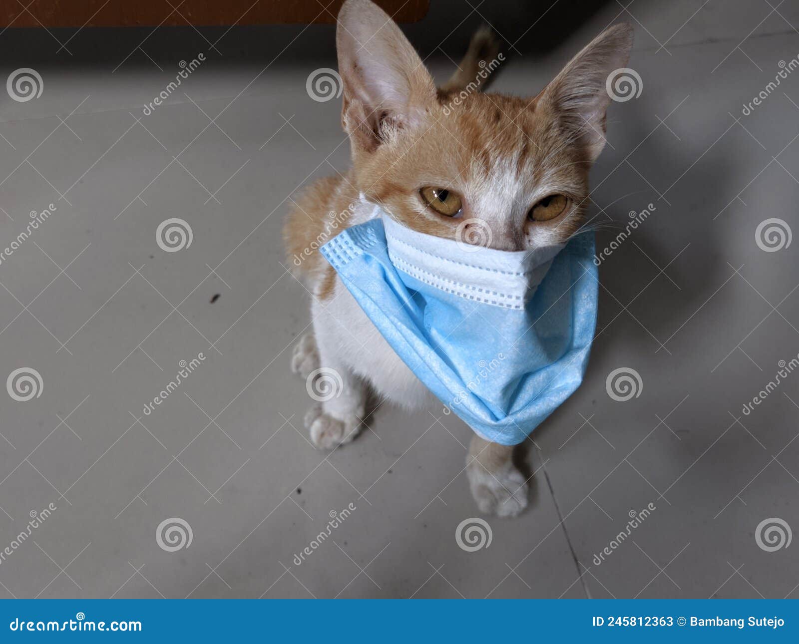 Cute cat wearing a mask stock image. Image of kitten - 245812363
