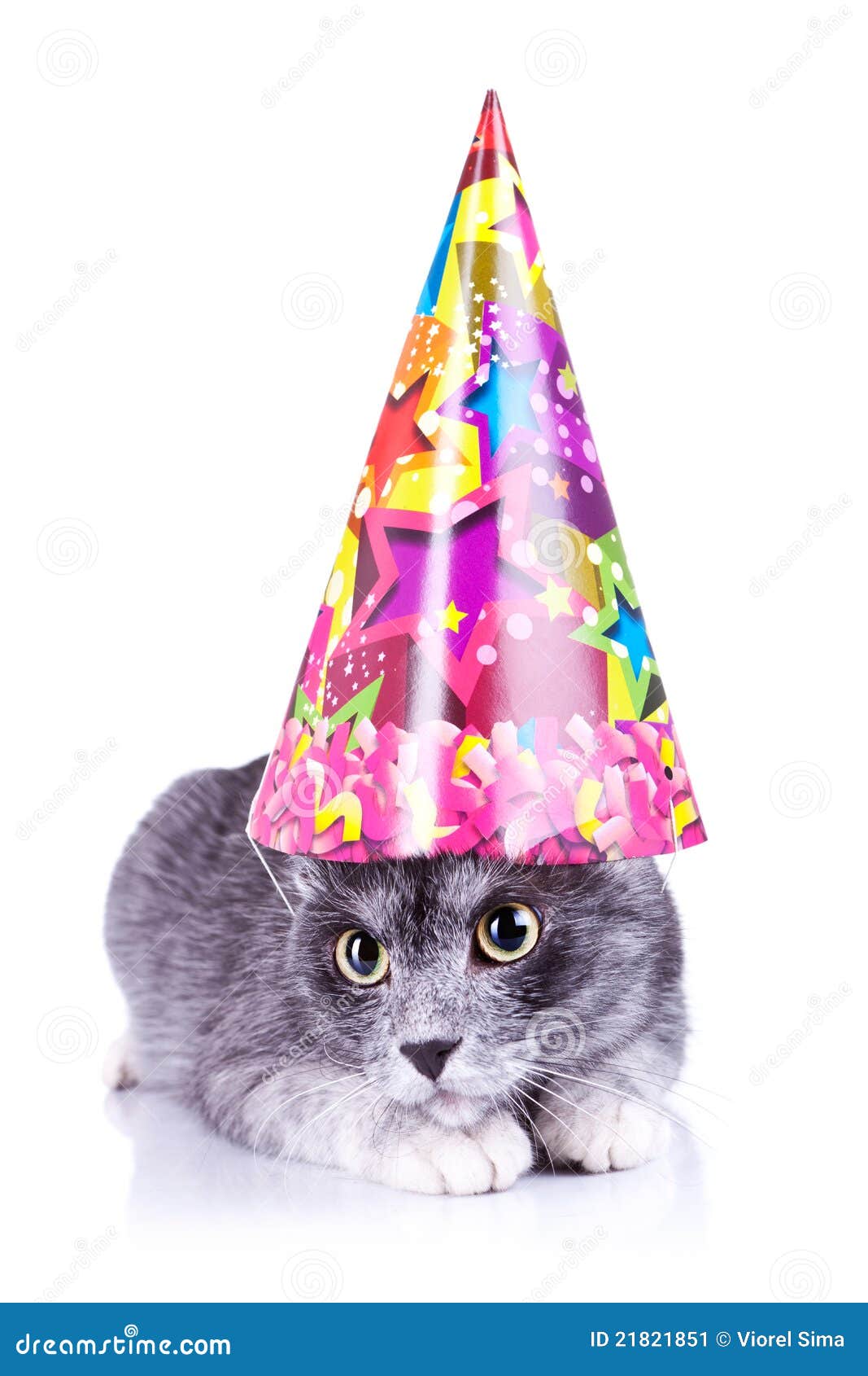 Cute Cat Wearing A Party Hat Stock Image | CartoonDealer.com #21821851