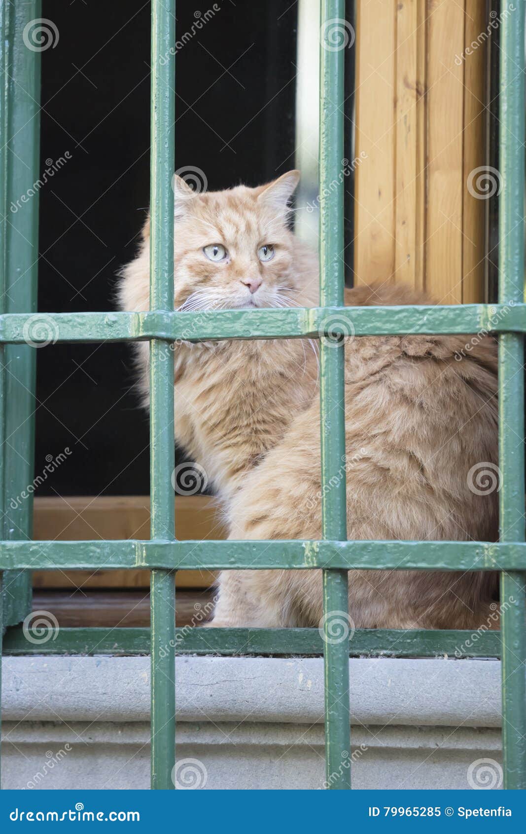Cute cat at the window stock image. Image of animal, domestic - 79965285