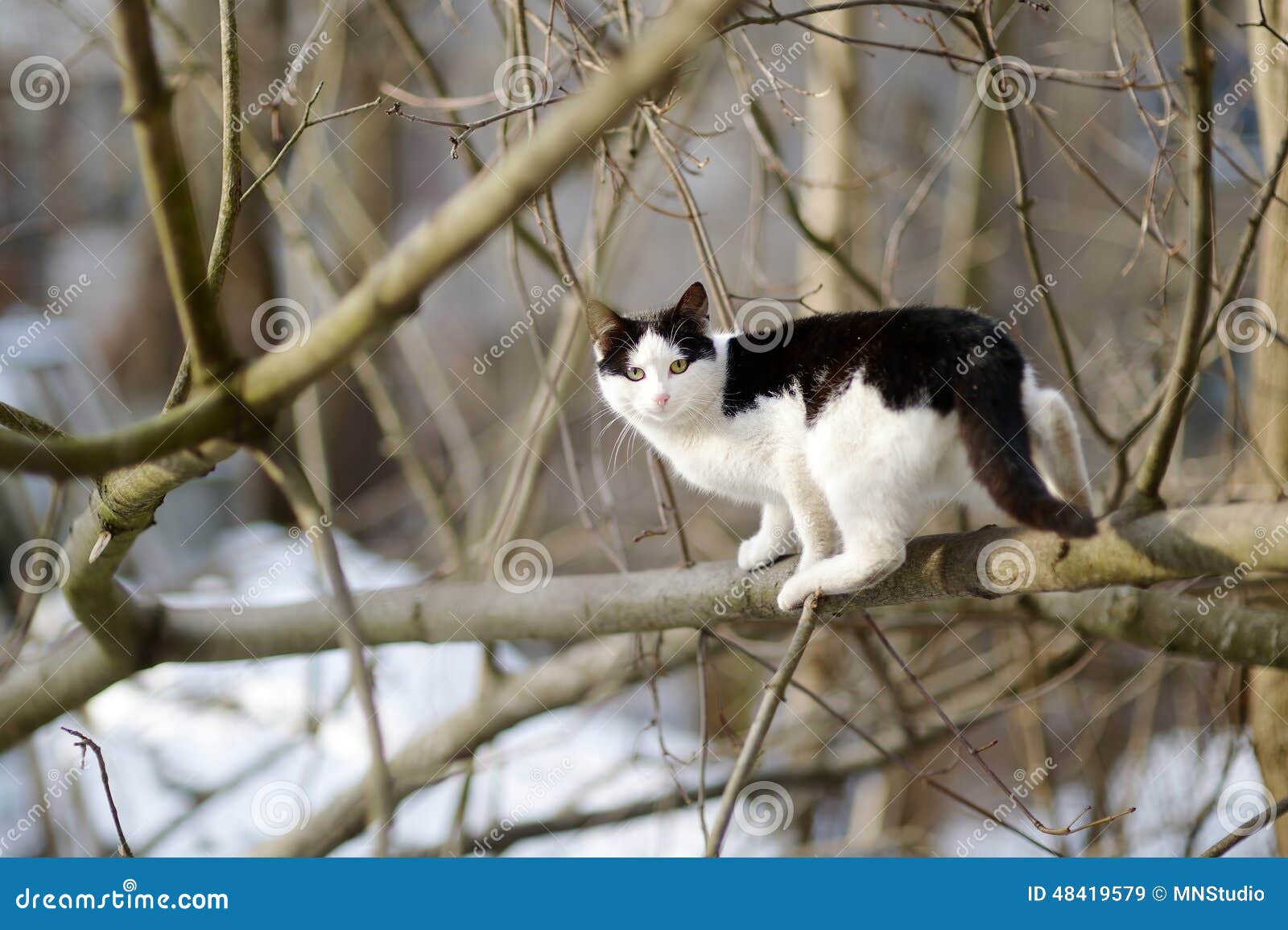 Cute cat at winter stock image. Image of domisticated - 48419579
