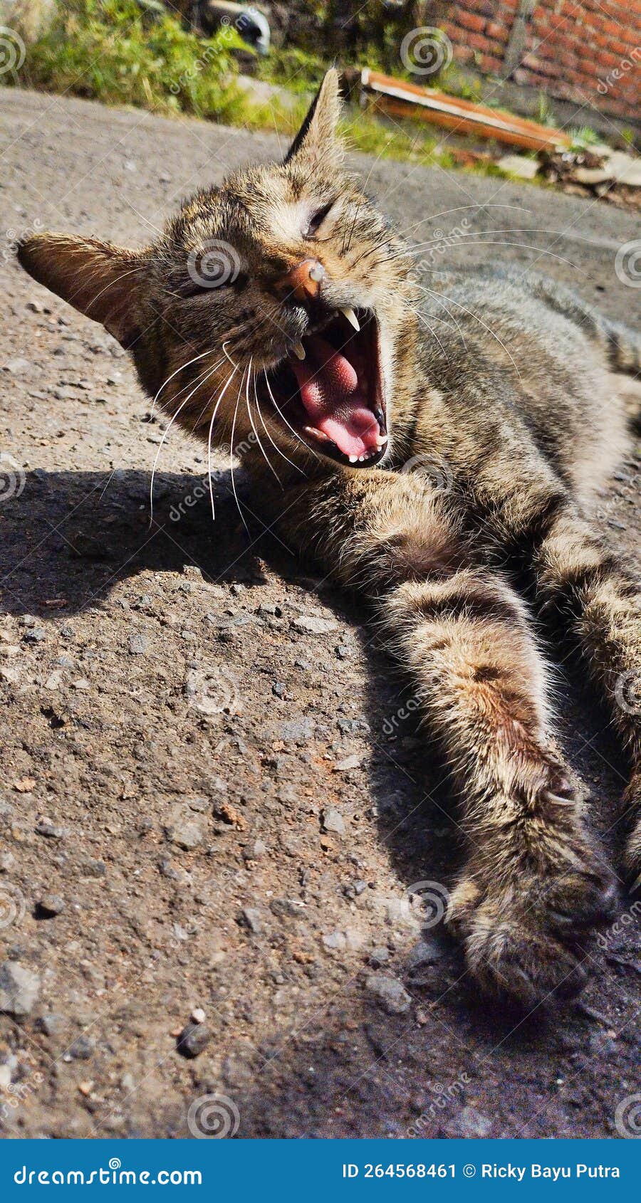 Cute Cat Yawning Looks Like it S Laughing Stock Image - Image of ...