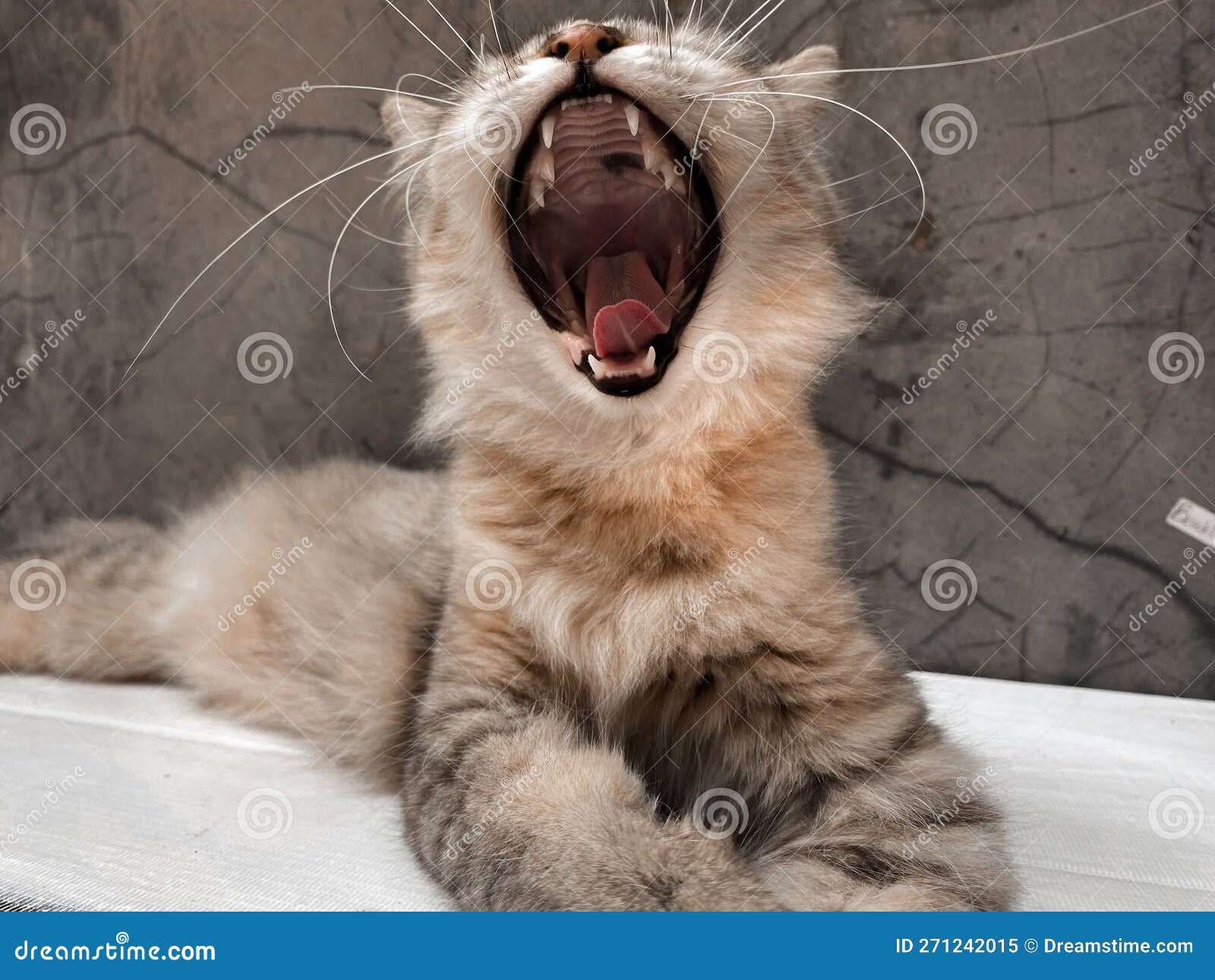 Kitty stock image. Image of kitty, cute, yawning, photographed - 271242015