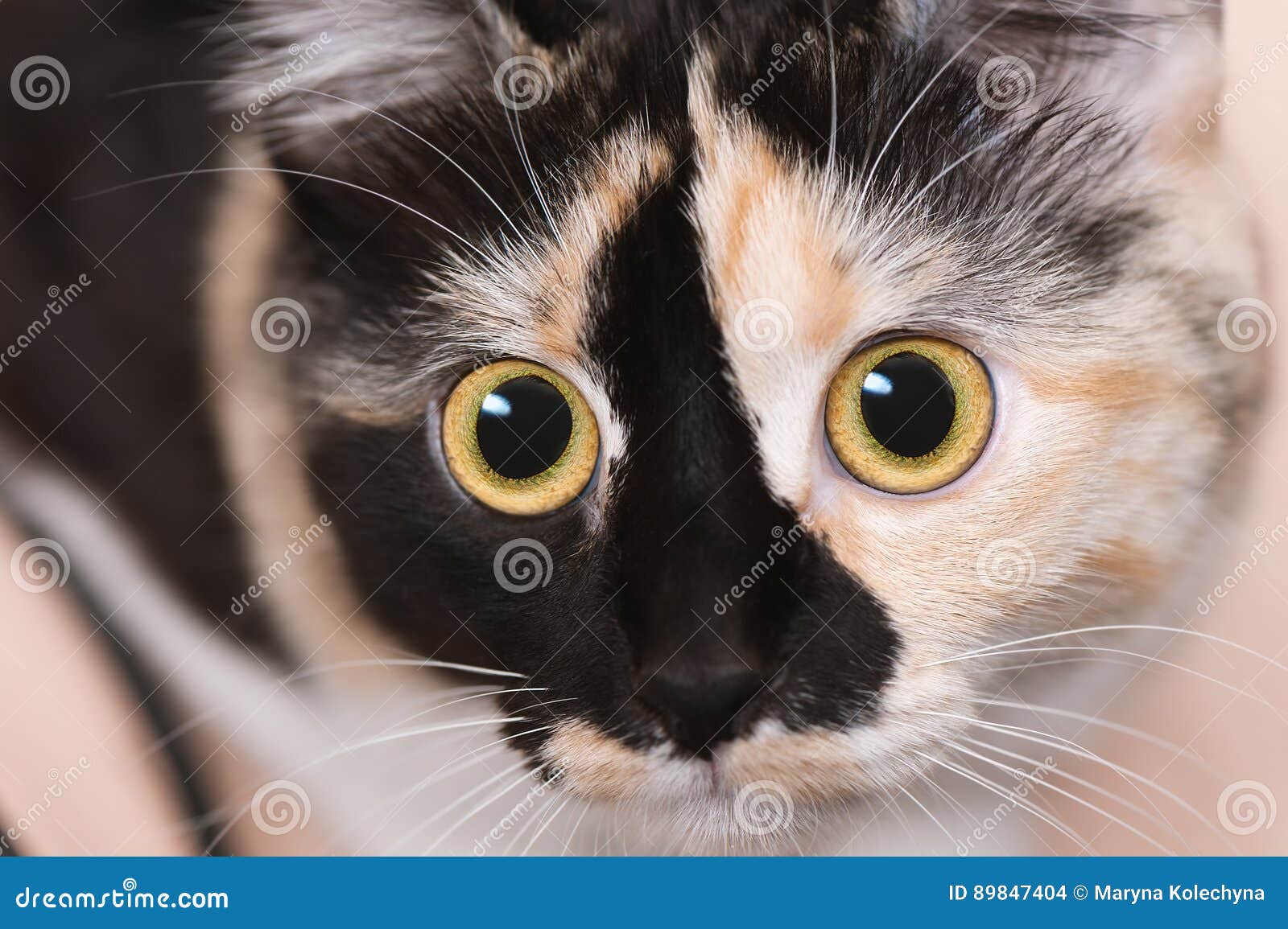 Cute cat with yellow eyes. stock photo. Image of close - 89847404