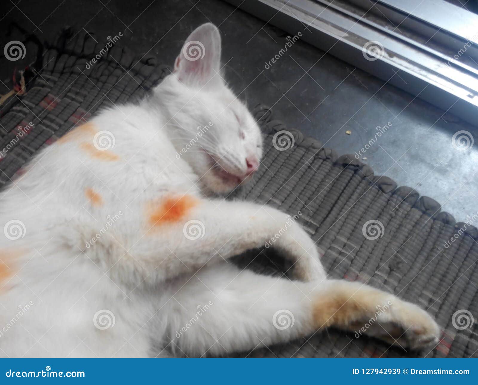 Cute cate stock image. Image of cate, love, cute - 127942939