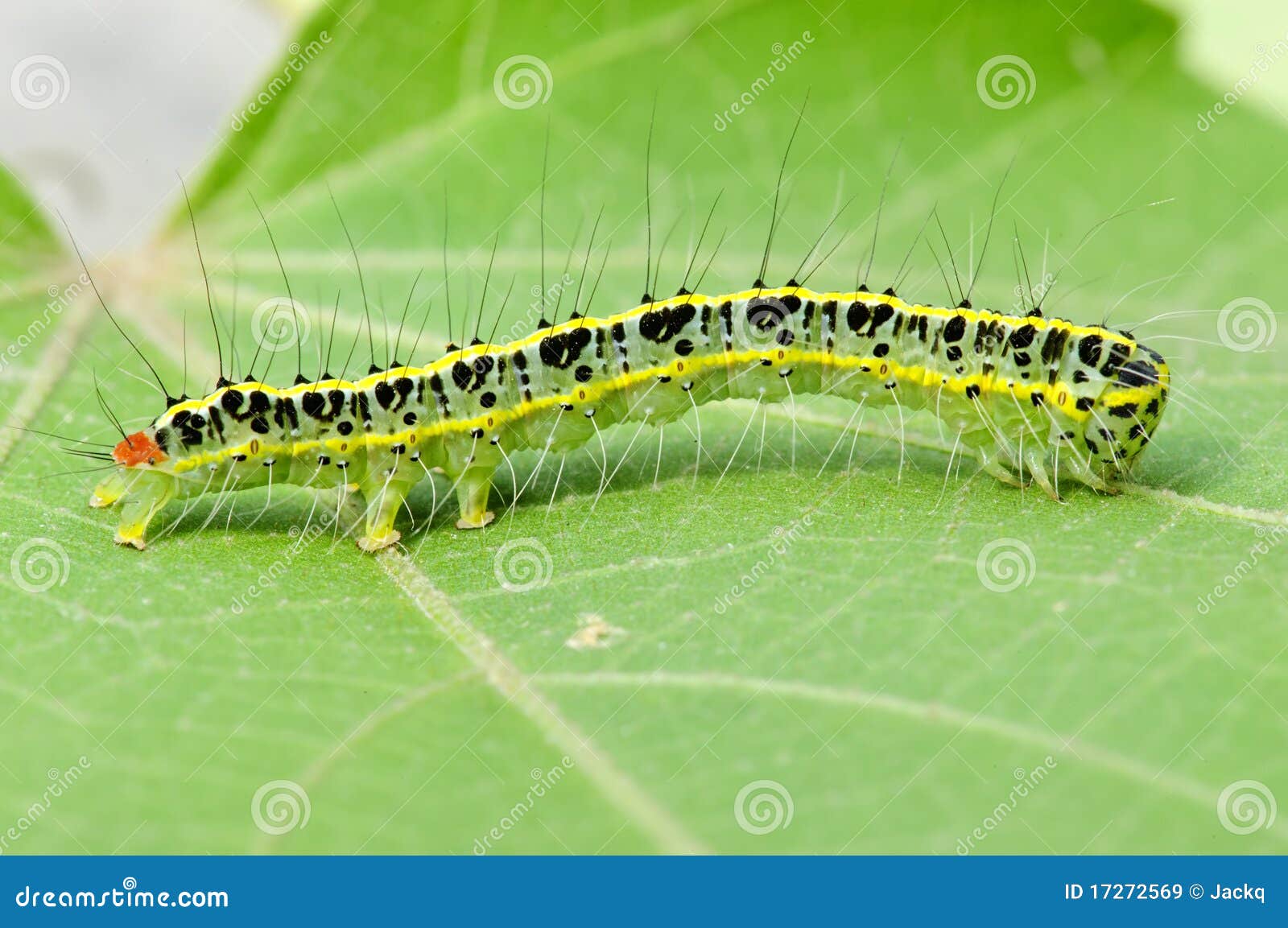 A cute caterpillar stock image. Image of caterpillar - 17272569