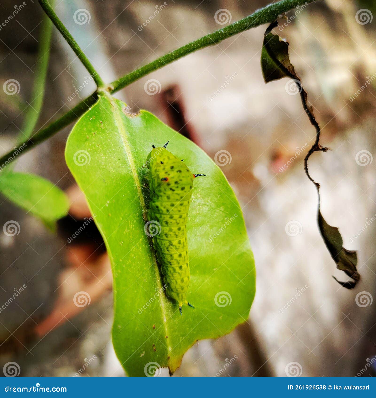 Cute Caterpillar Cute Animals Stock Photo - Image of cute, caterpillar ...
