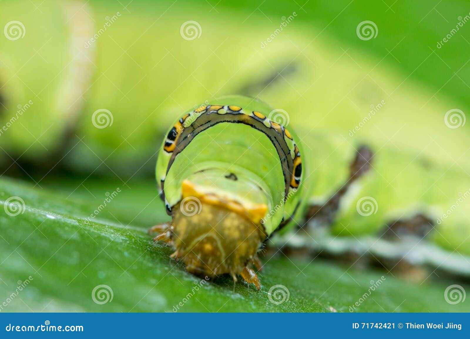 Cute Caterpillar of borneo stock image. Image of crawling - 71742421