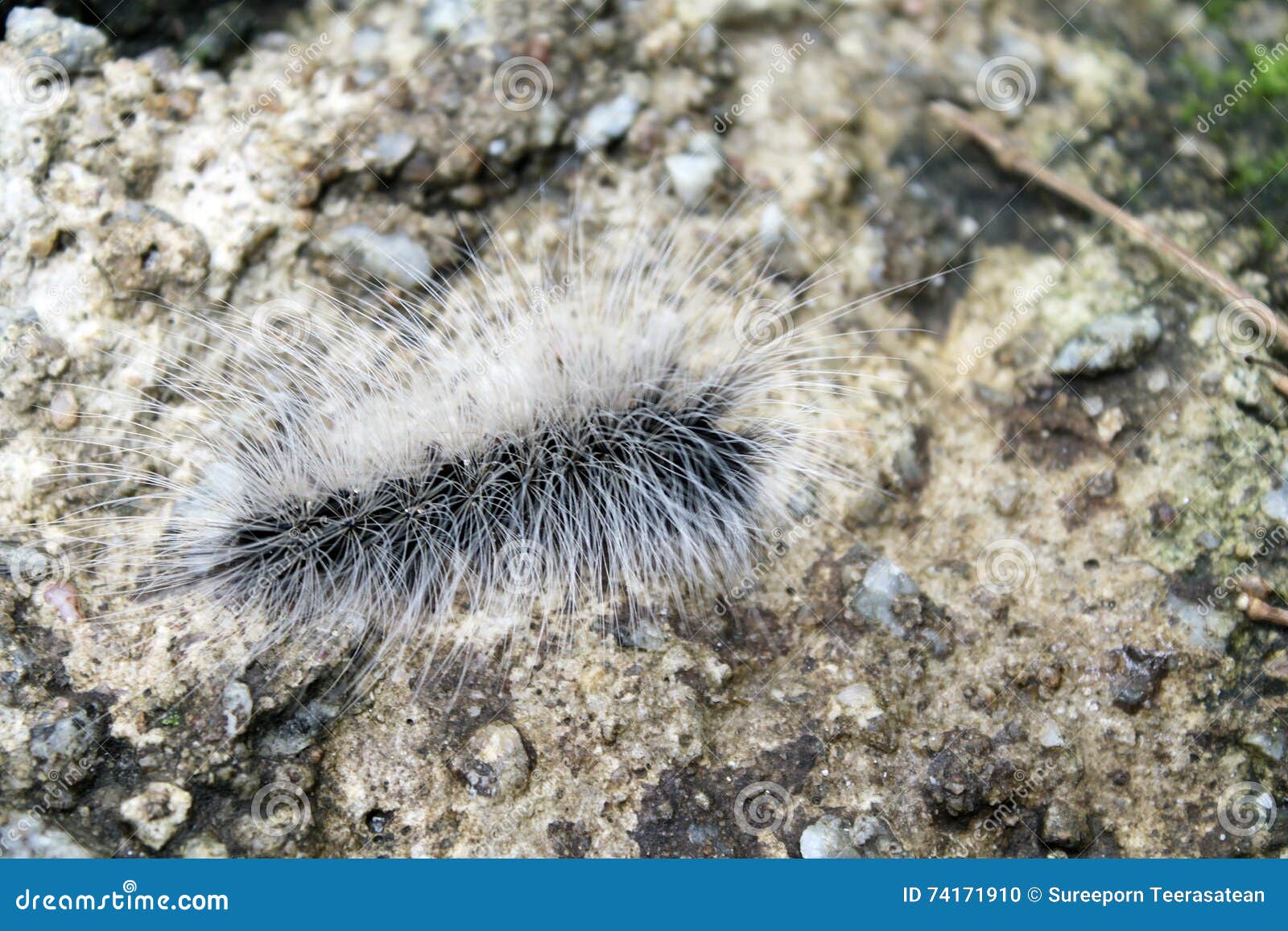 A cute caterpillar stock photo. Image of body, animal - 74171910