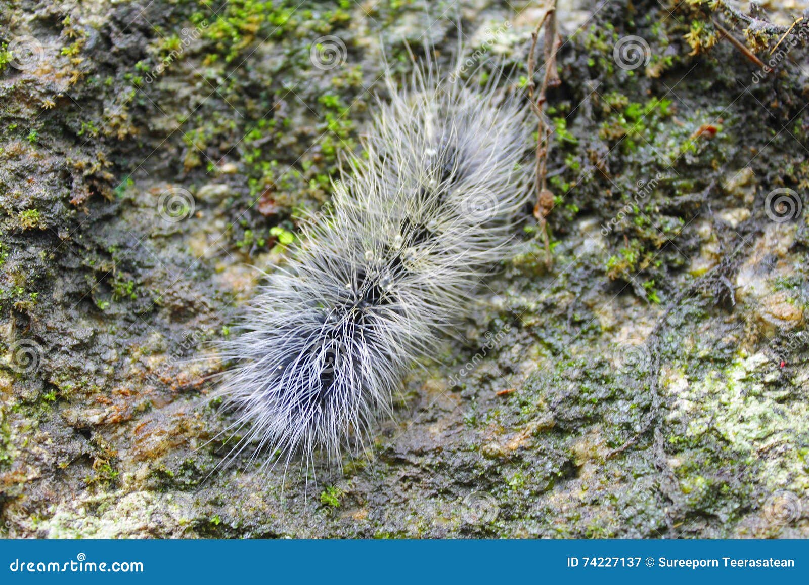 Cute caterpillar stock image. Image of exotic, hair, beauty - 74227137