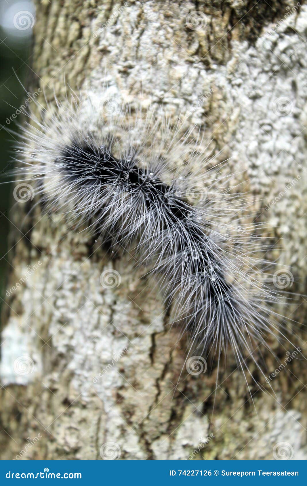 Cute caterpillar (worm) stock photo. Image of metamorphosis - 74227126