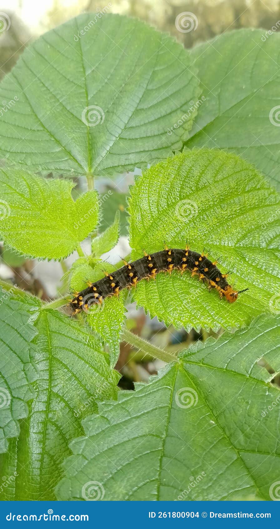 Uhuy Stock Photos - Free & Royalty-Free Stock Photos from Dreamstime