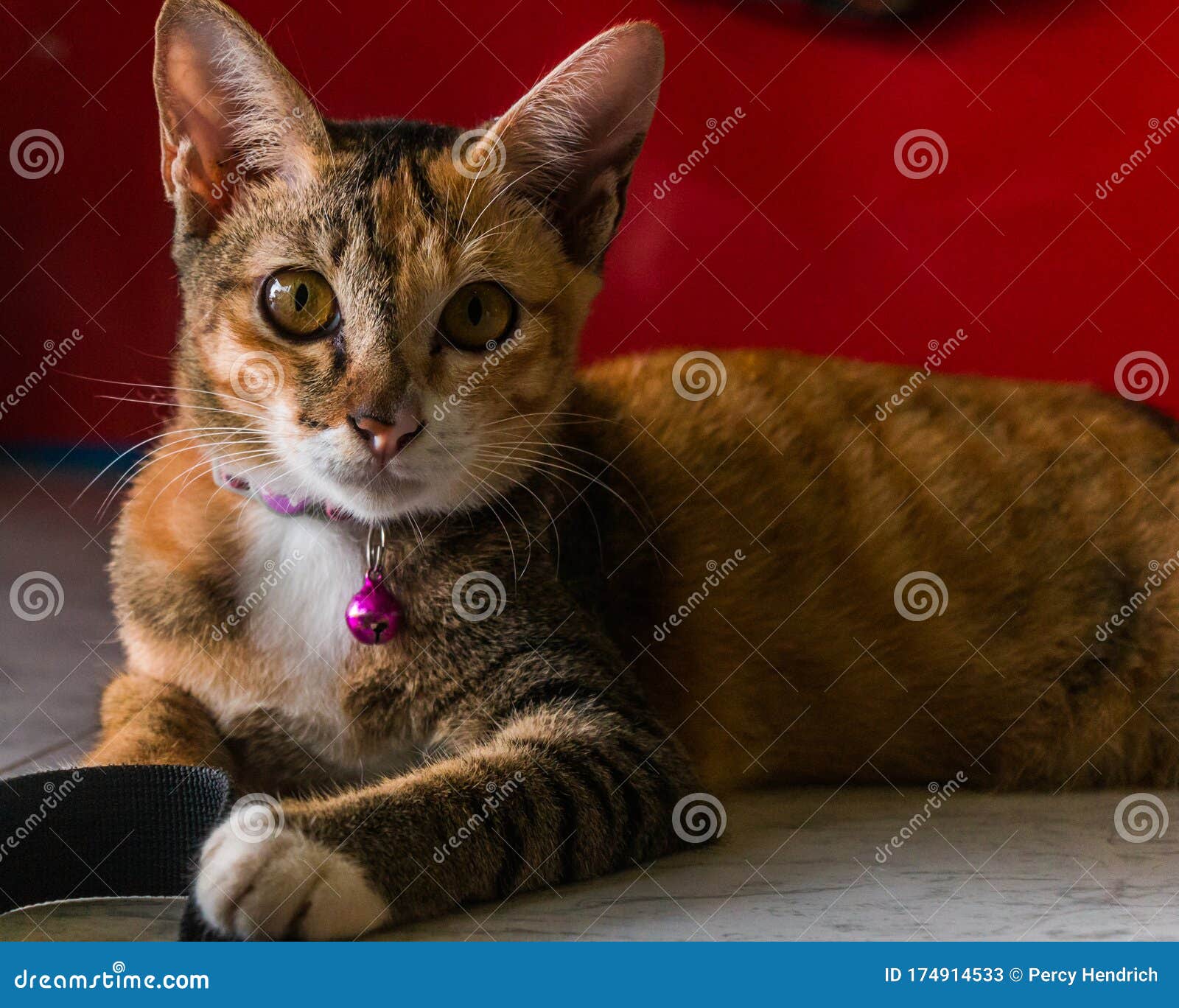 A Cute Cat in a Cat Shelter Stock Image - Image of portrait, animal ...