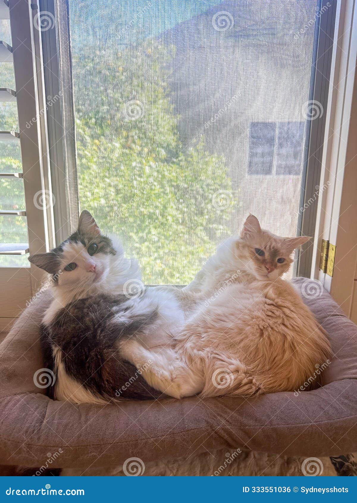 Cute Cats stock photo. Image of siblings, cats, sister - 333551036