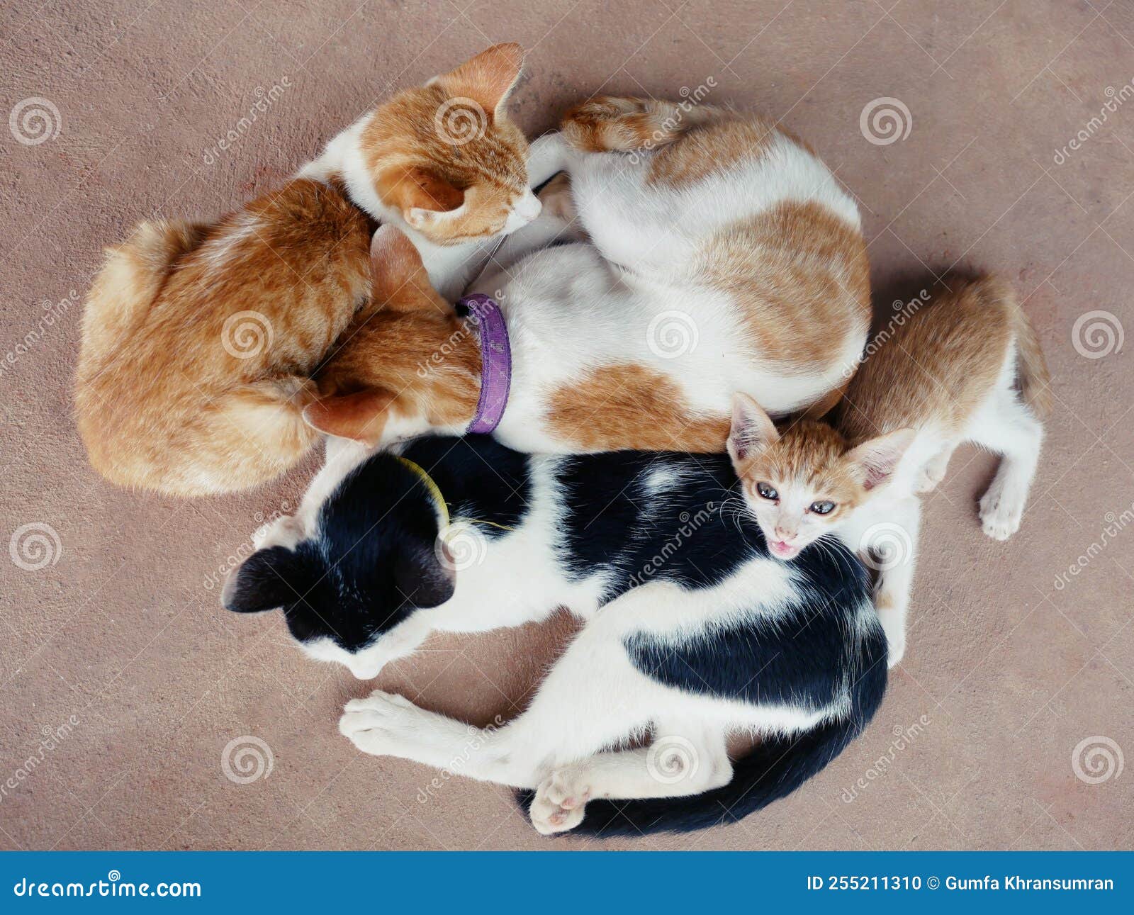 Cute Cats Hug Shows Warmth, Intimacy, Trust, Cheerfulness Stock Photo ...