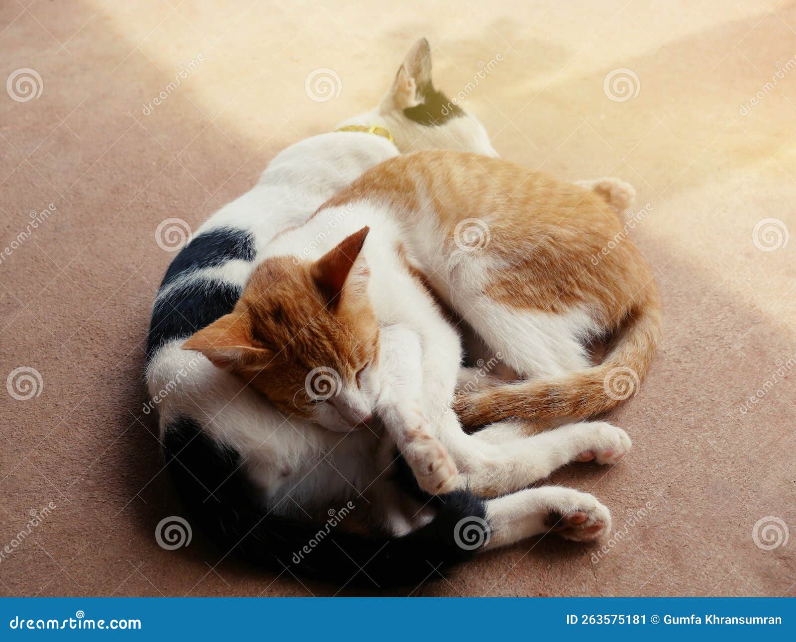 Cute Cats Hug Shows Warmth, Intimacy, Trust, Cheerfulness Stock Image ...