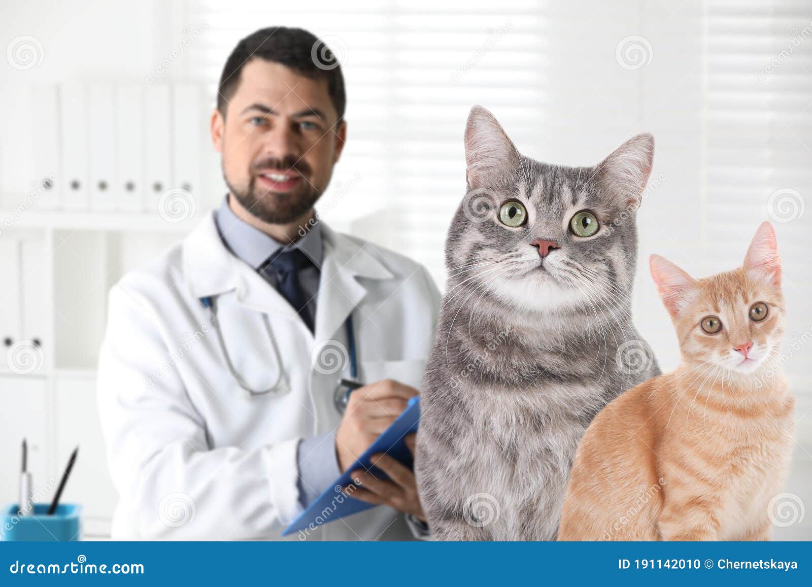 Cats Office Staff. The , Table, Tablet, Working Environment. The Chief ...