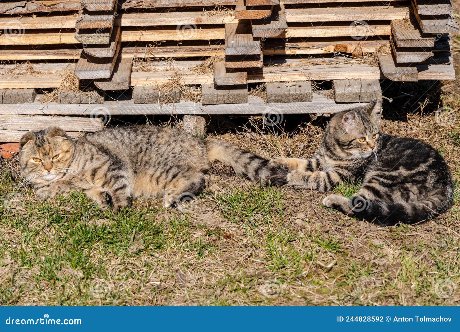 Cute Cats Near Plank Playing with Each Other Stock Photo - Image of ...