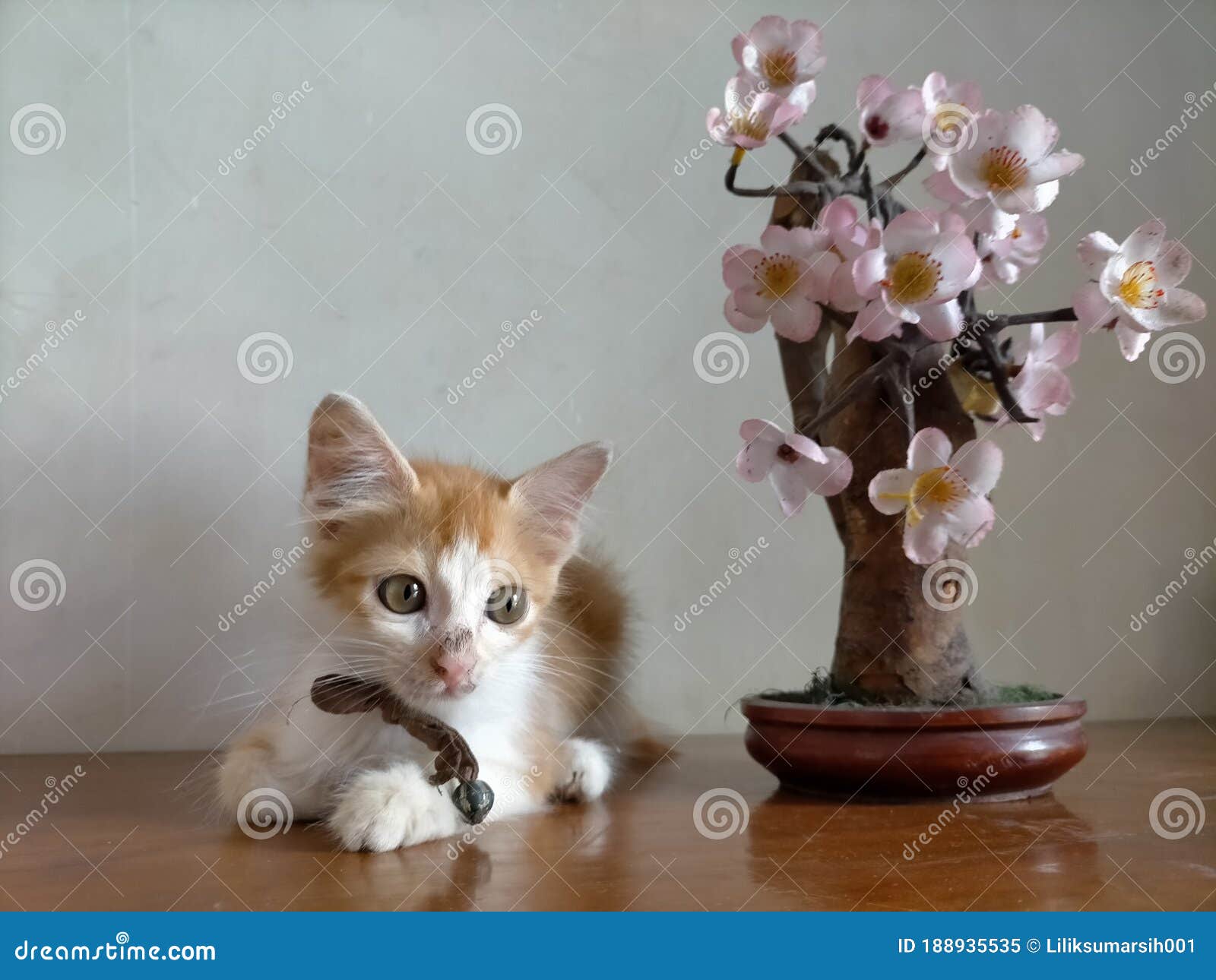 Cute Cats Playing on with Plastic Flowers Stock Image - Image of cats ...