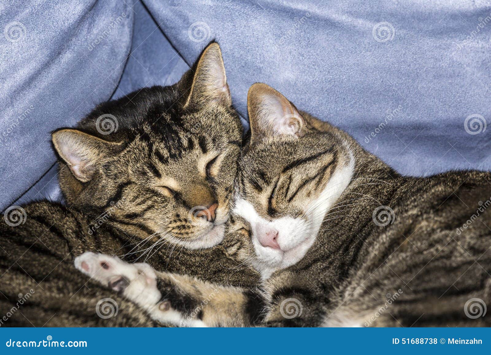 Cute Cats Sleeping on a Sofa Stock Photo - Image of sister, nose: 51688738