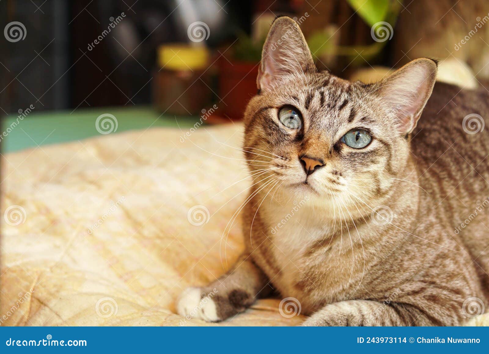 Cute Cats Staring at Something Stock Photo - Image of funny, feline ...