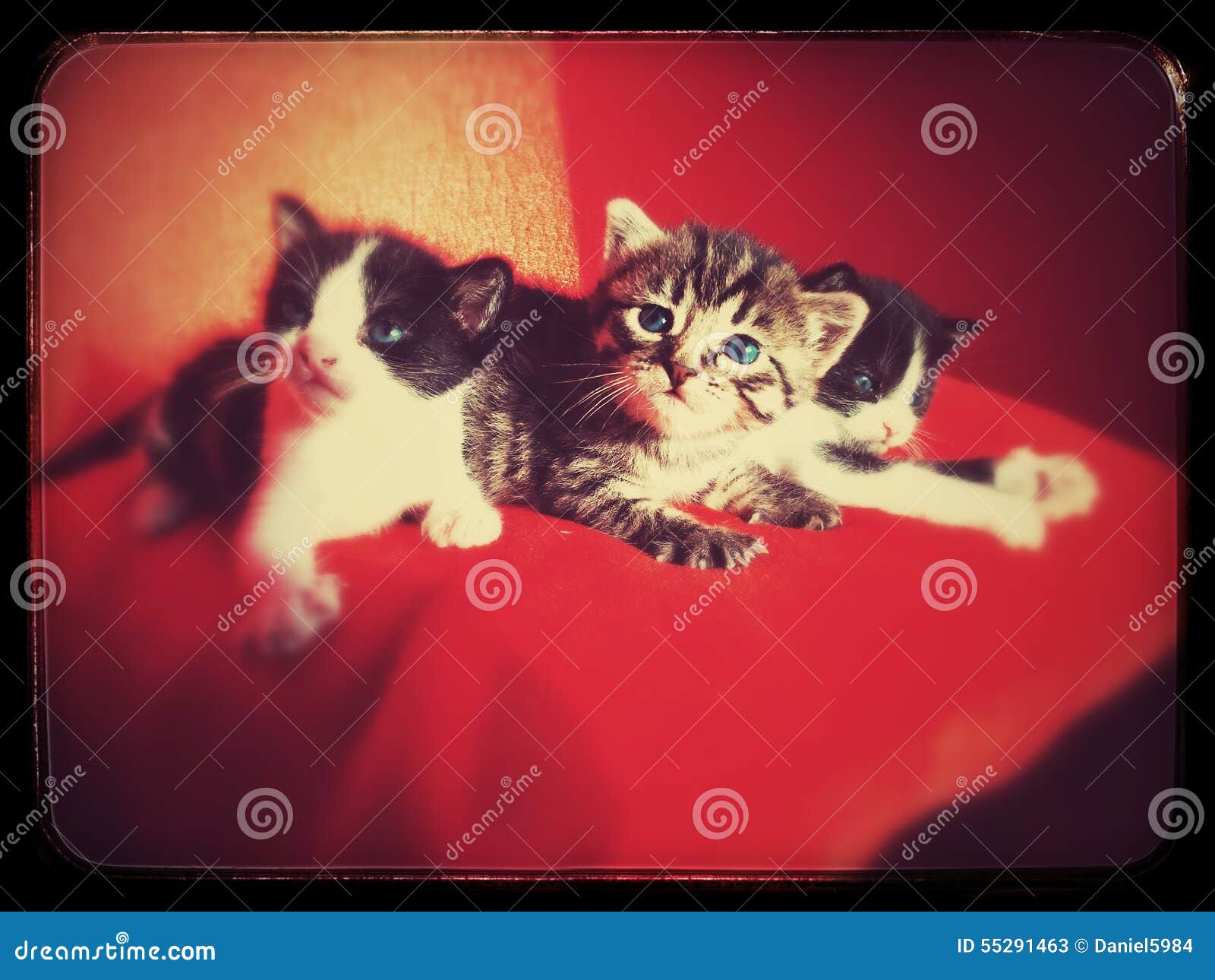 Cute cats stock image. Image of little, three, cute, cats - 55291463