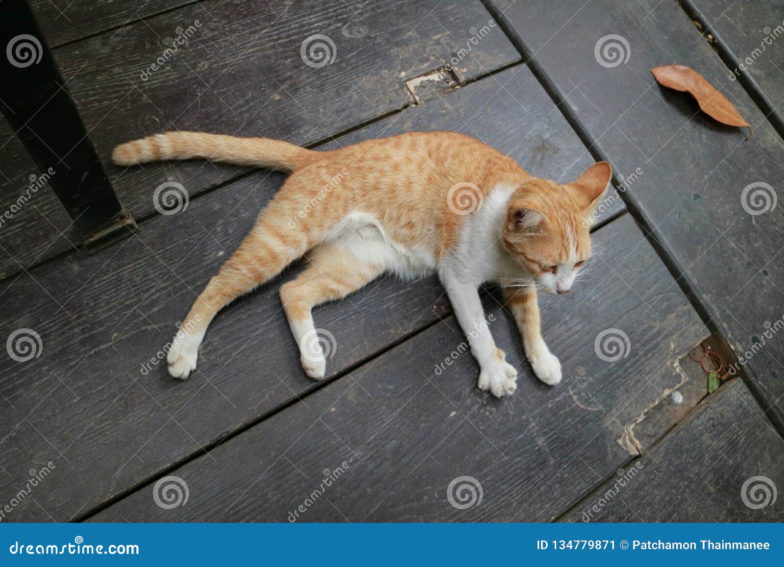 Cute Cats are Very Sleepy, Sleep on the Floor Stock Image - Image of ...
