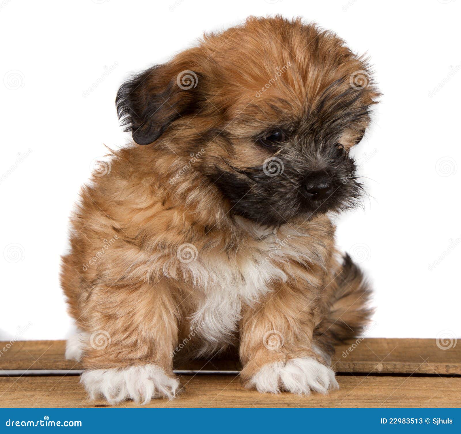 Cute Cava-tzu Puppy on a Plank Stock Image - Image of isolated, looking ...