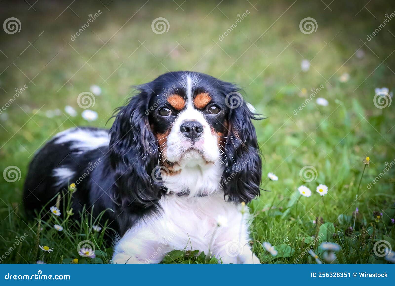 Cute Cavalier Dog in a Park Stock Image - Image of eyes, stare: 256328351