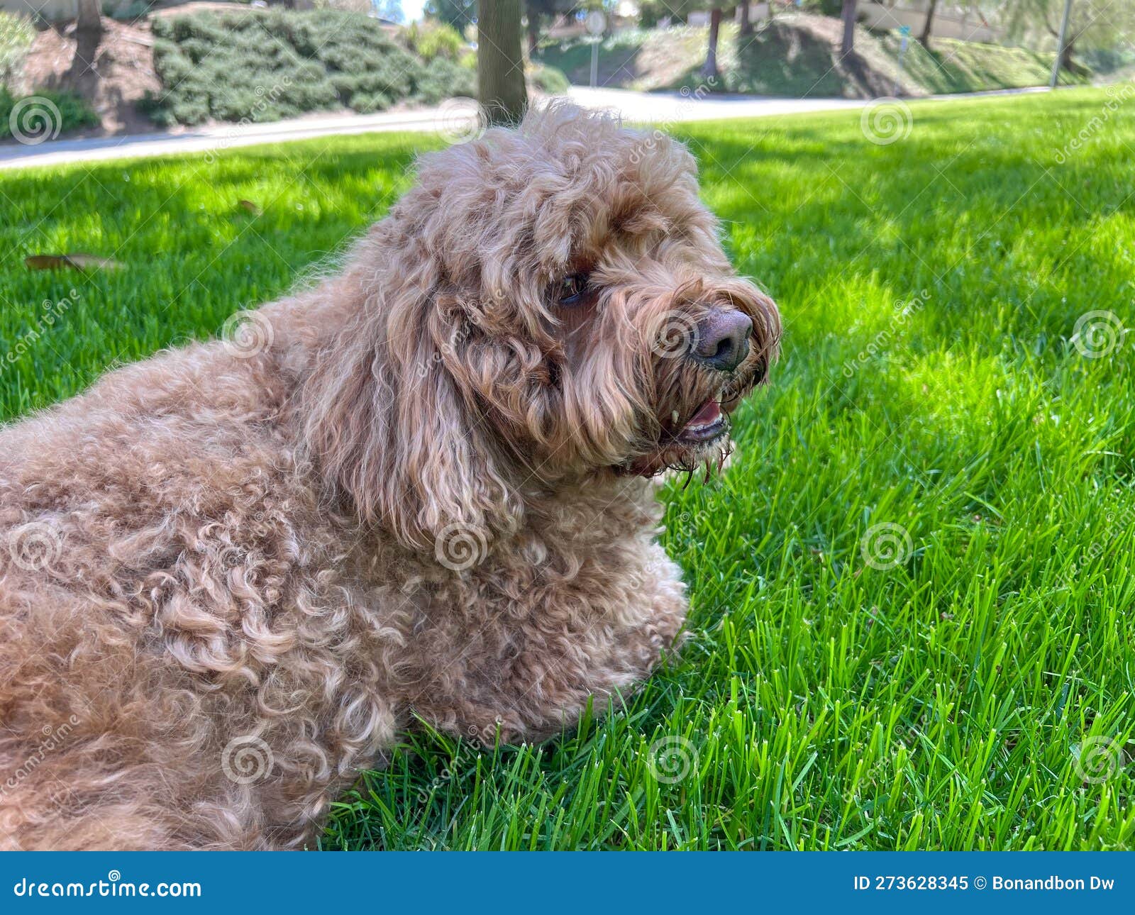 Cute Cavapoo Dog in a Park stock image. Image of breed - 273628345