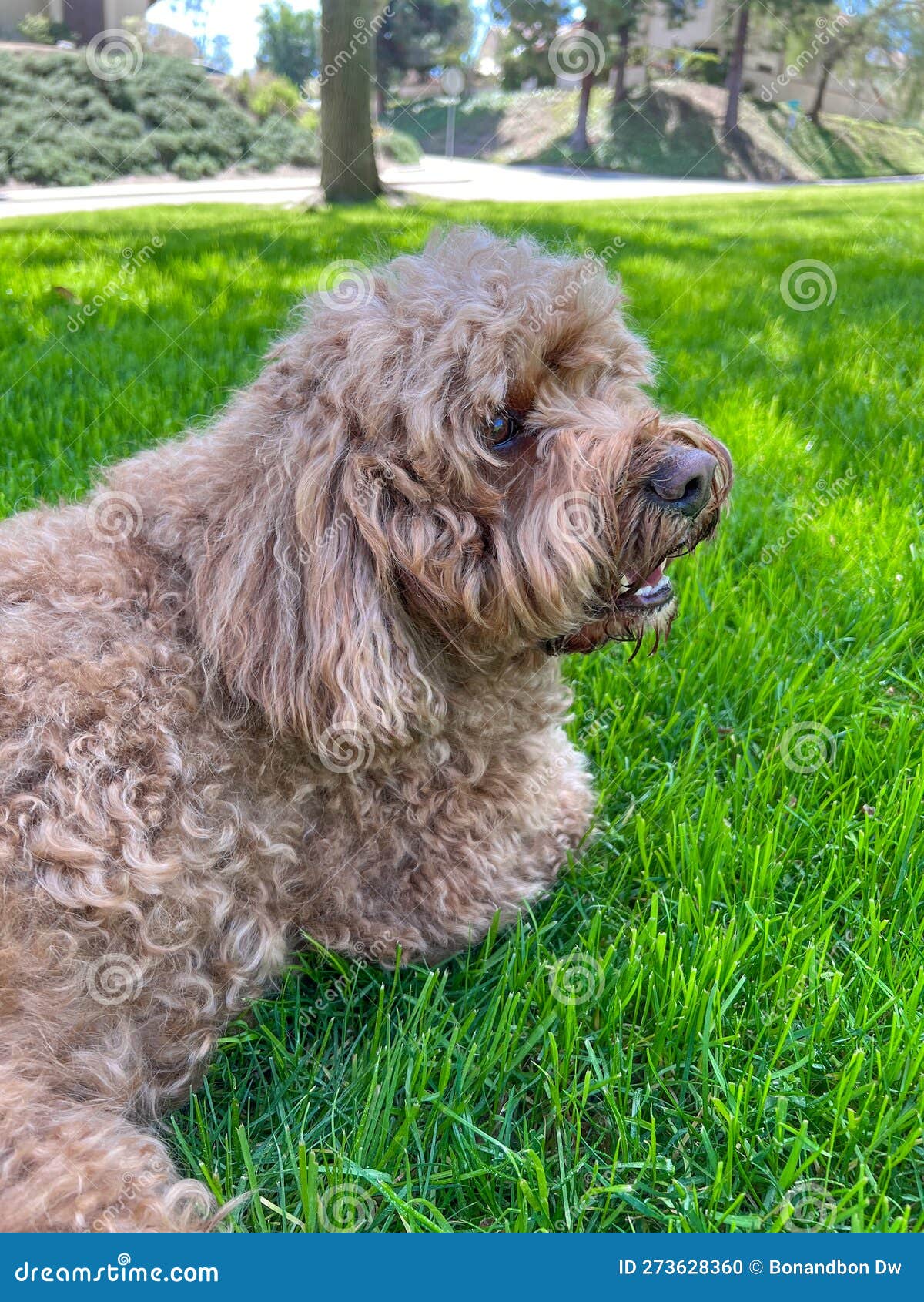 Cute Cavapoo Dog in a Park stock photo. Image of poodle - 273628360